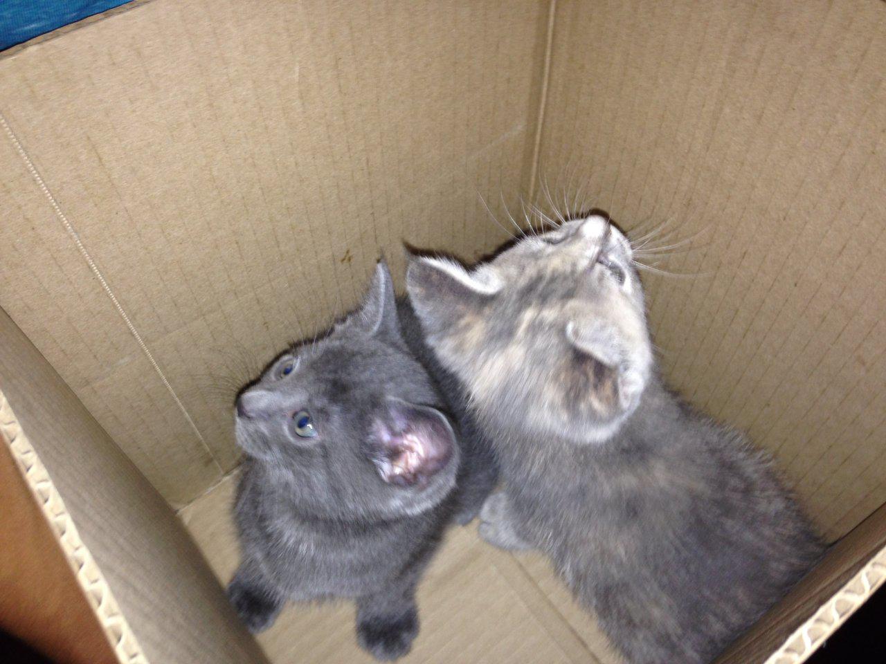 Frieda and Gigi. 8 weeks to 5 years. | Scrolller