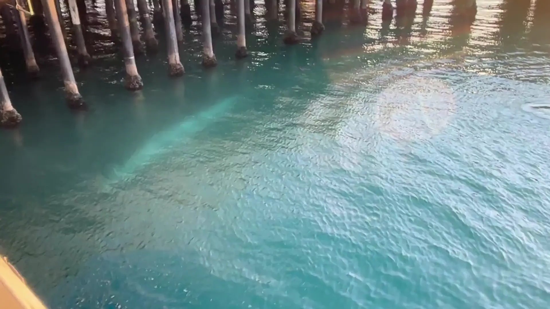 Whale swimming under a pier, Santa Barbara CA | Scrolller