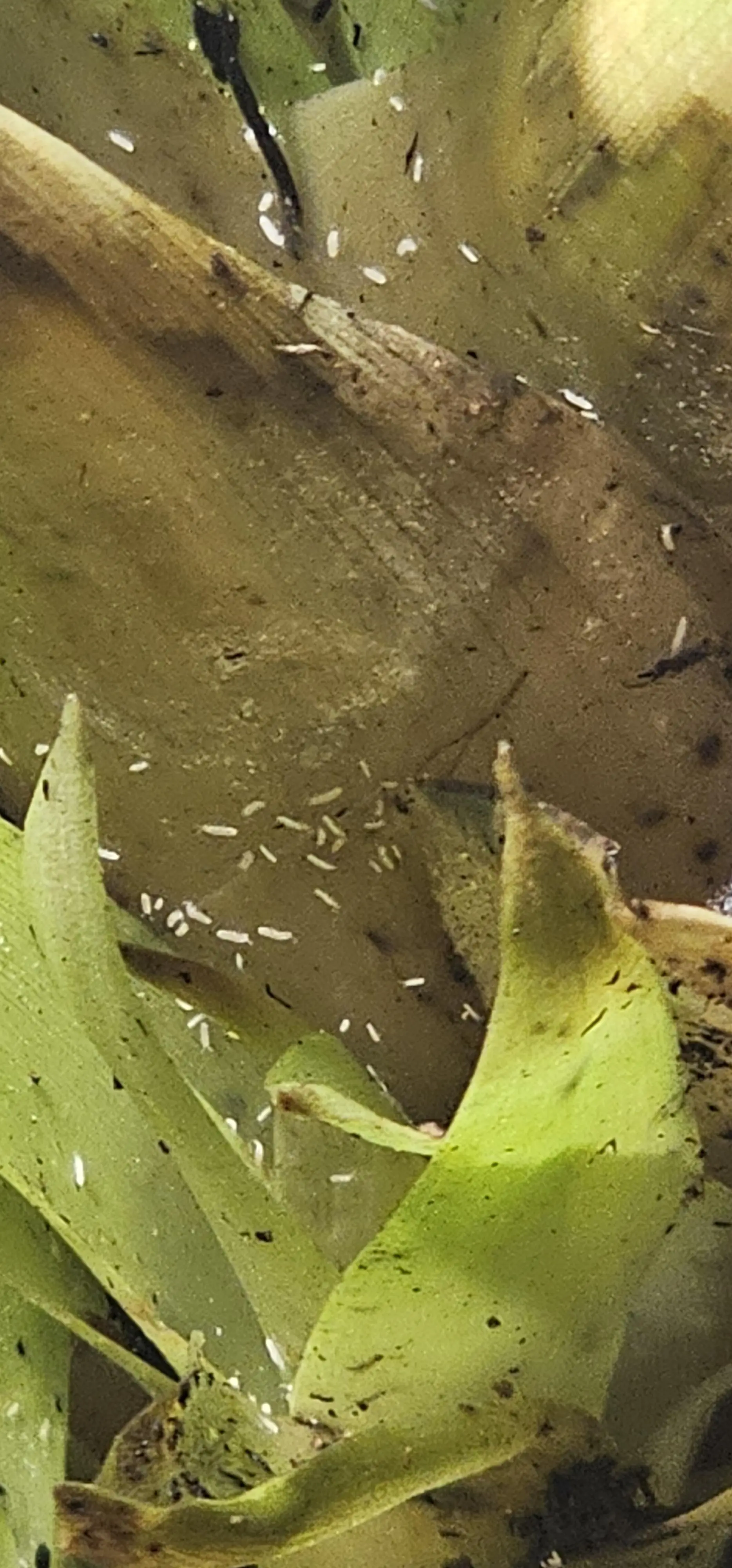 What are these?? Are they dangerous? | Scrolller