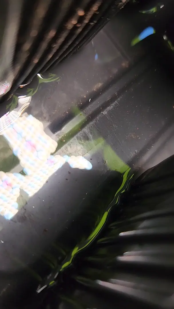 What are these things?? | Scrolller