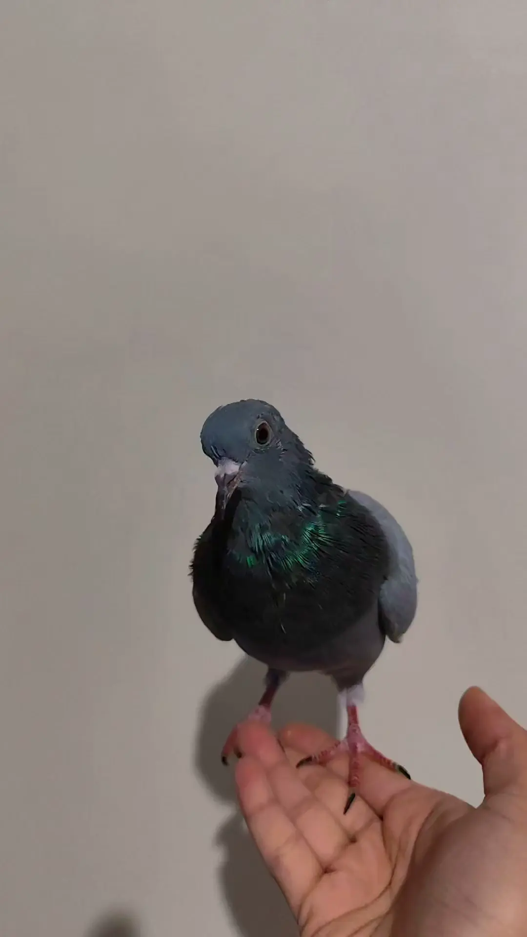 Discover more like Pigeon: What does this behavior mean? and Related Content | Scrolller