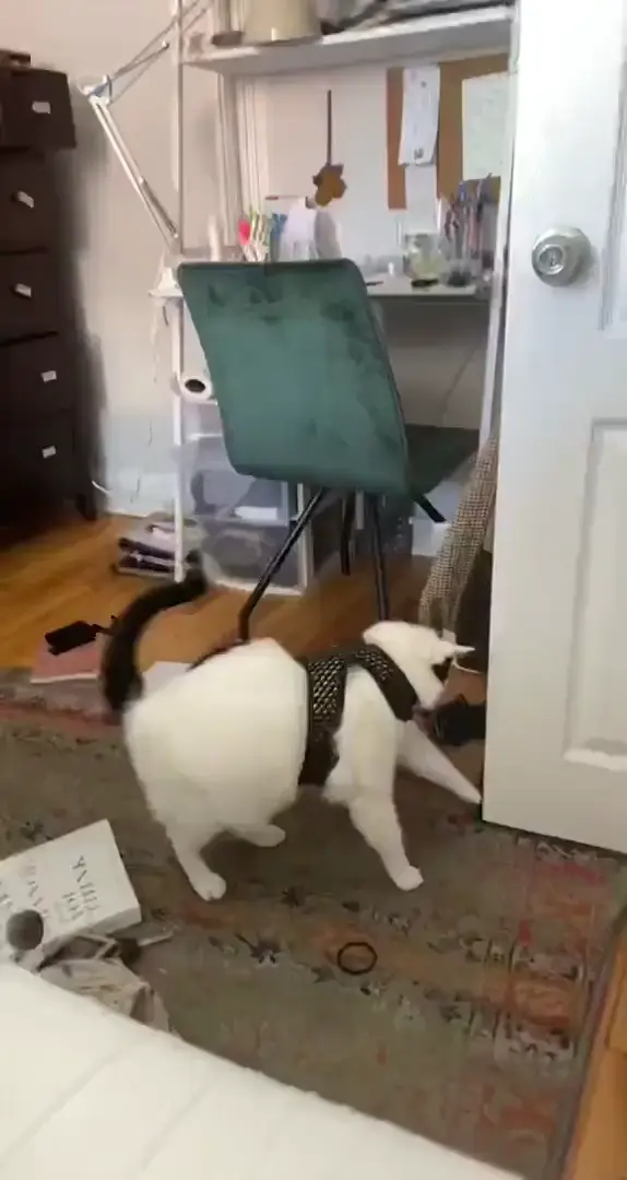 What is it there hold on I am dead | Scrolller