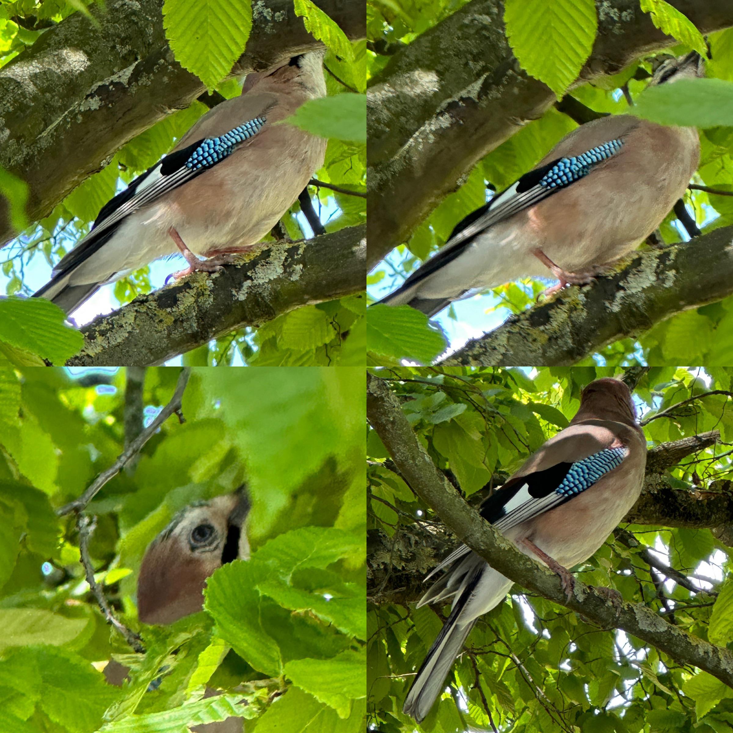 What is this bird? UK | Scrolller