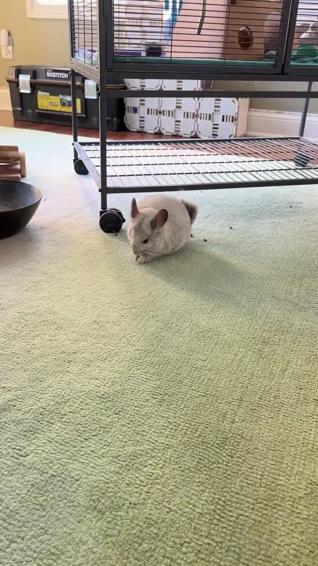 What is this butt rubbing dance? | Scrolller