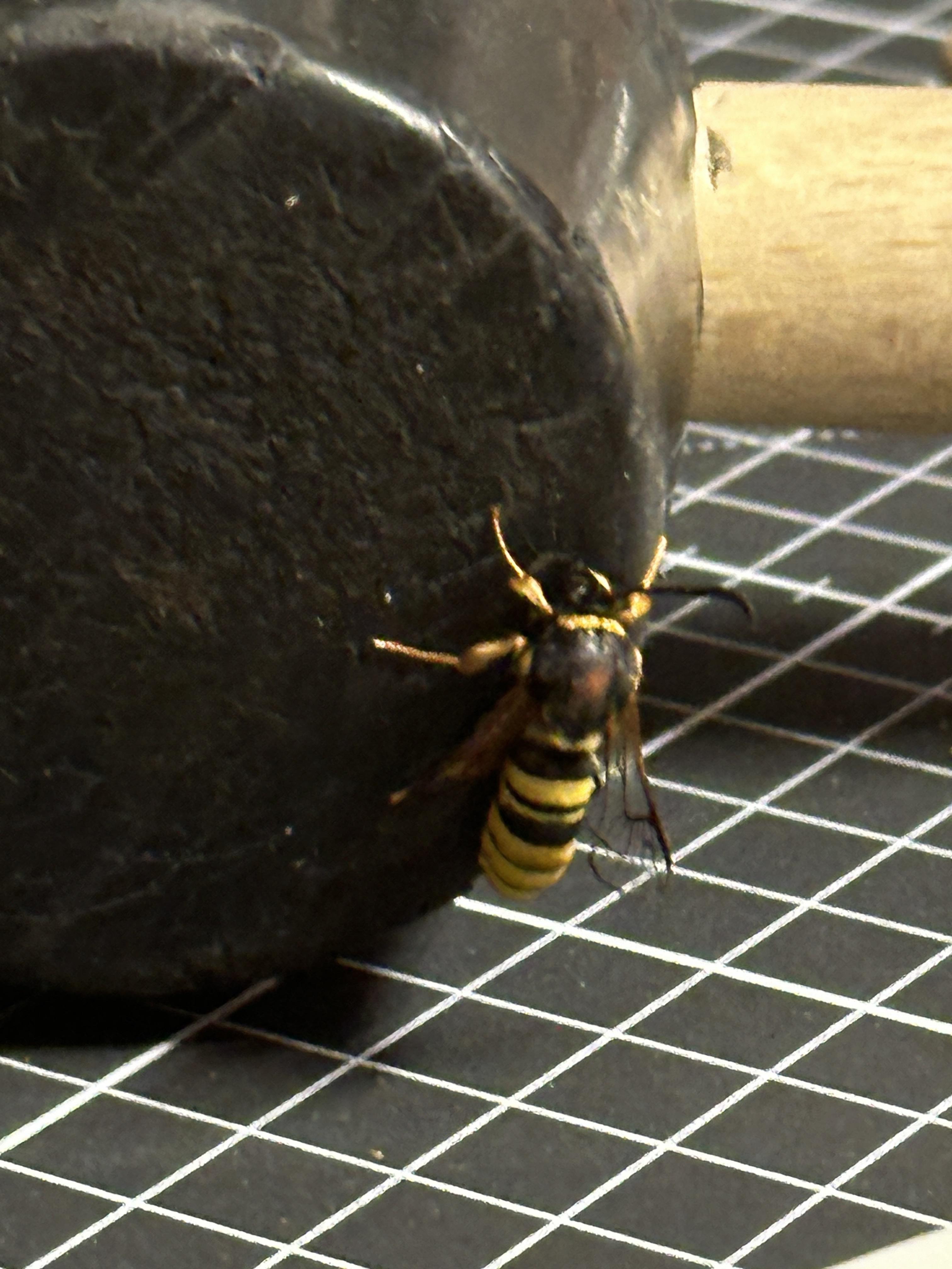 What is this wasp? | Scrolller