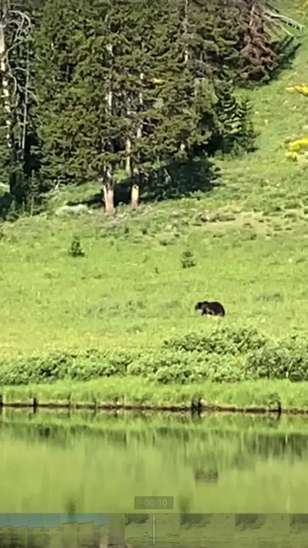 What’s bear type is this? Cascade lake in Yellowstone. Too many mixed ...
