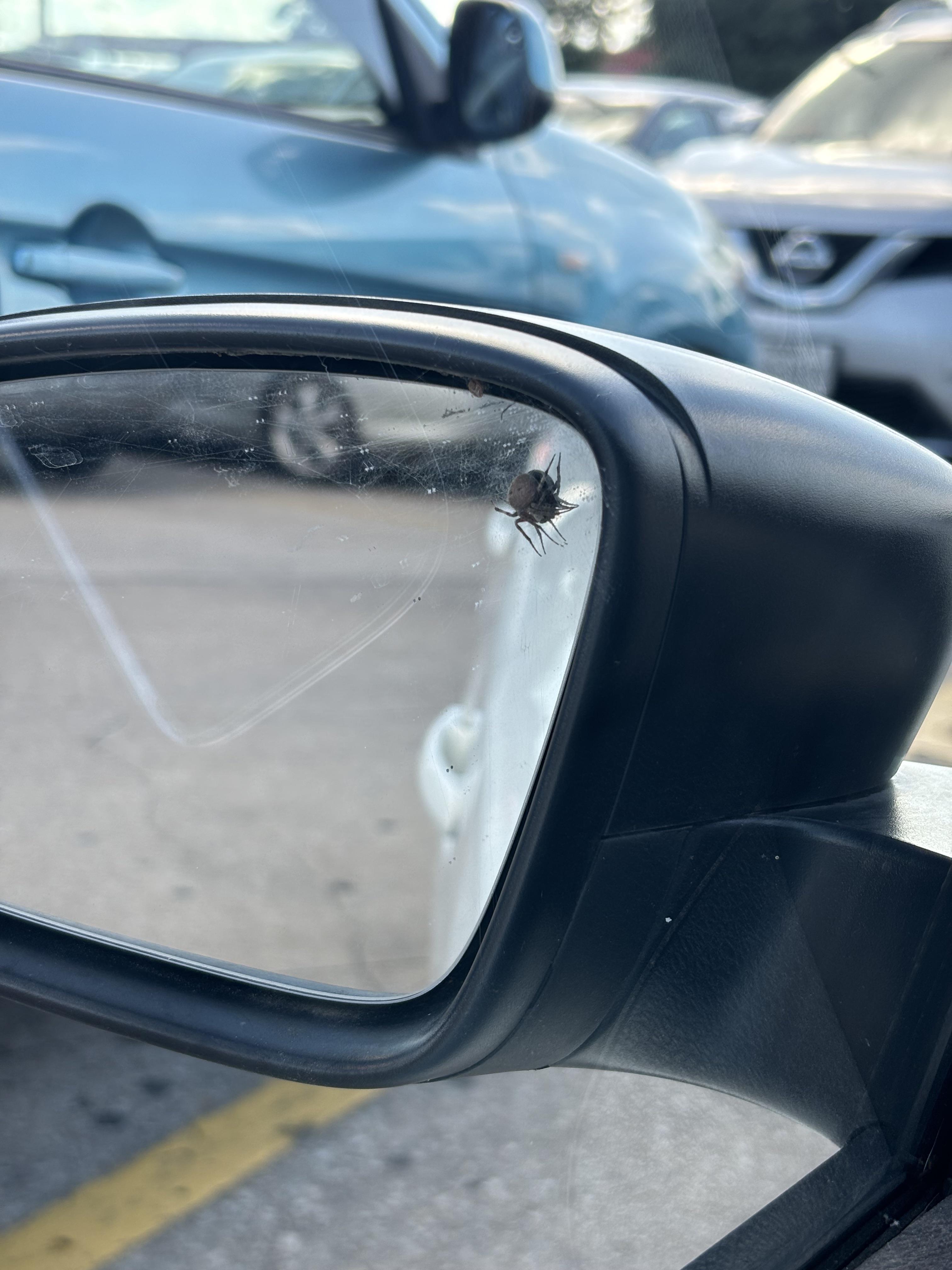 What’s this spider | Scrolller