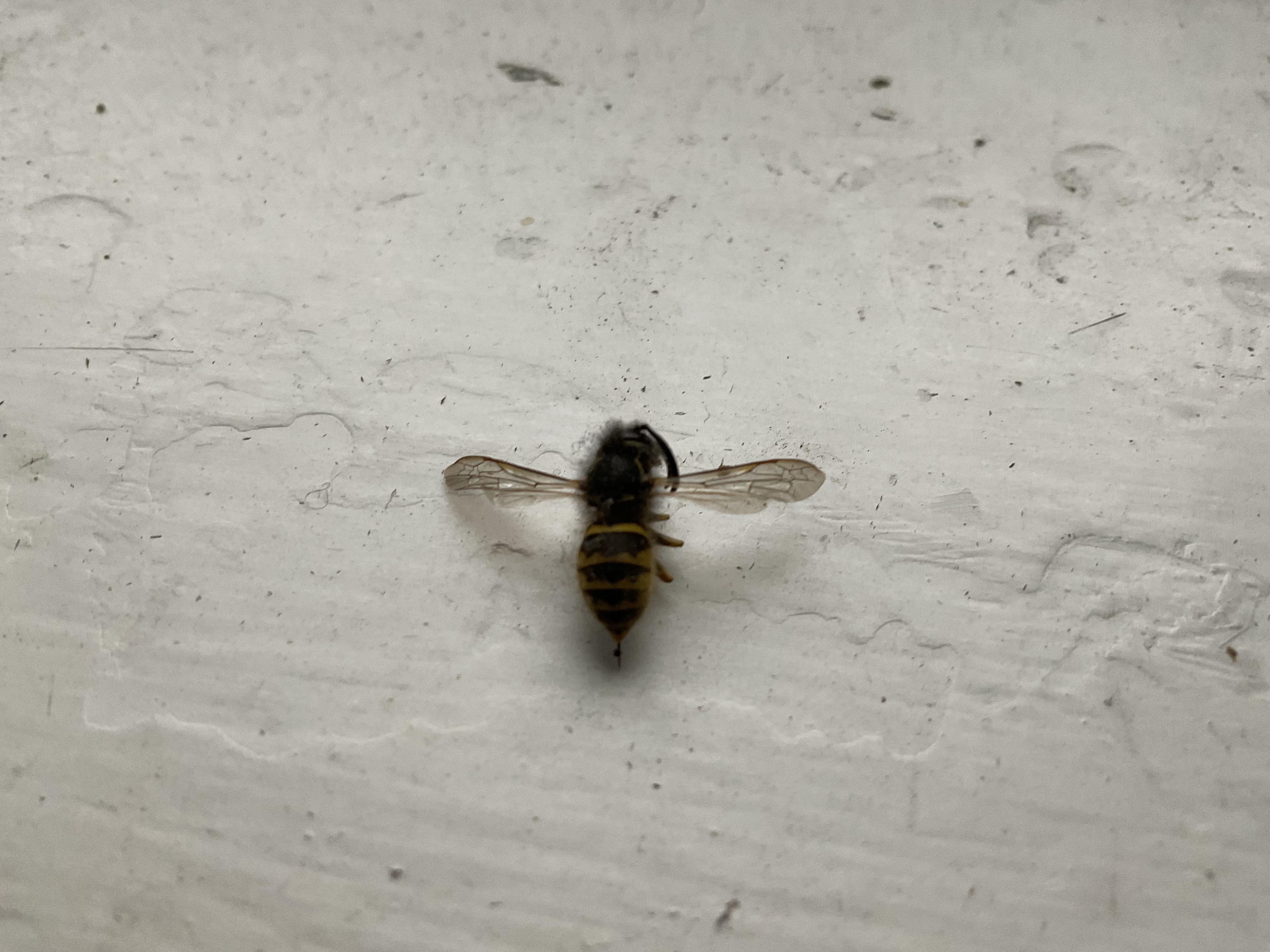 Discover more like WASPs: What species is this. and Related Content | Scrolller