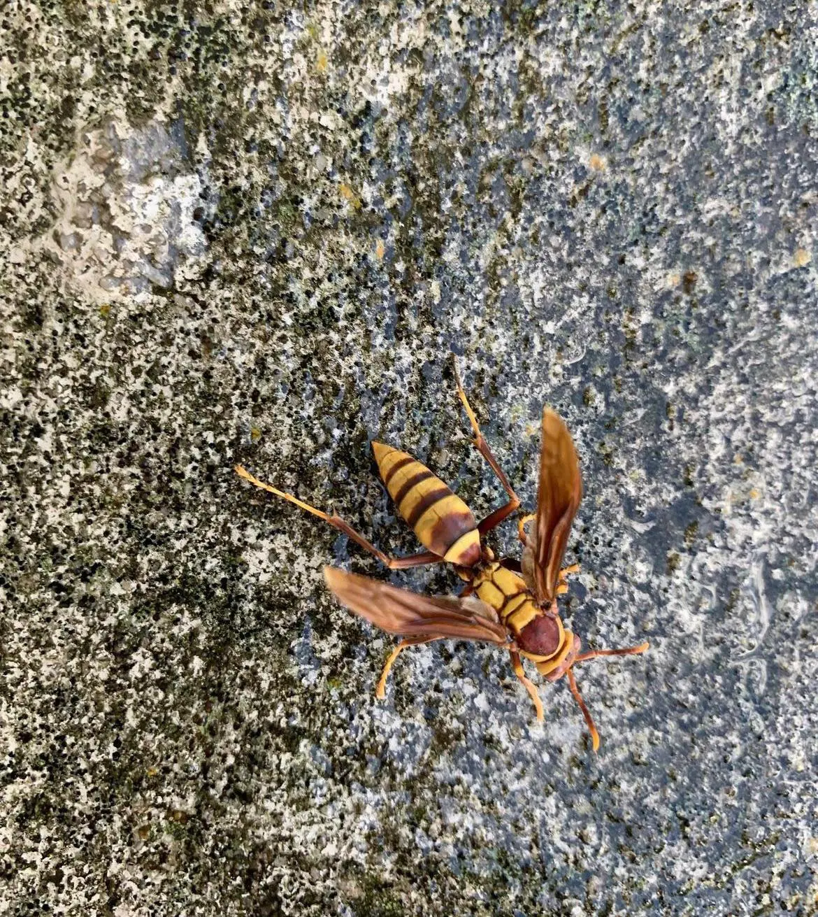 What type of wasp is this | Scrolller