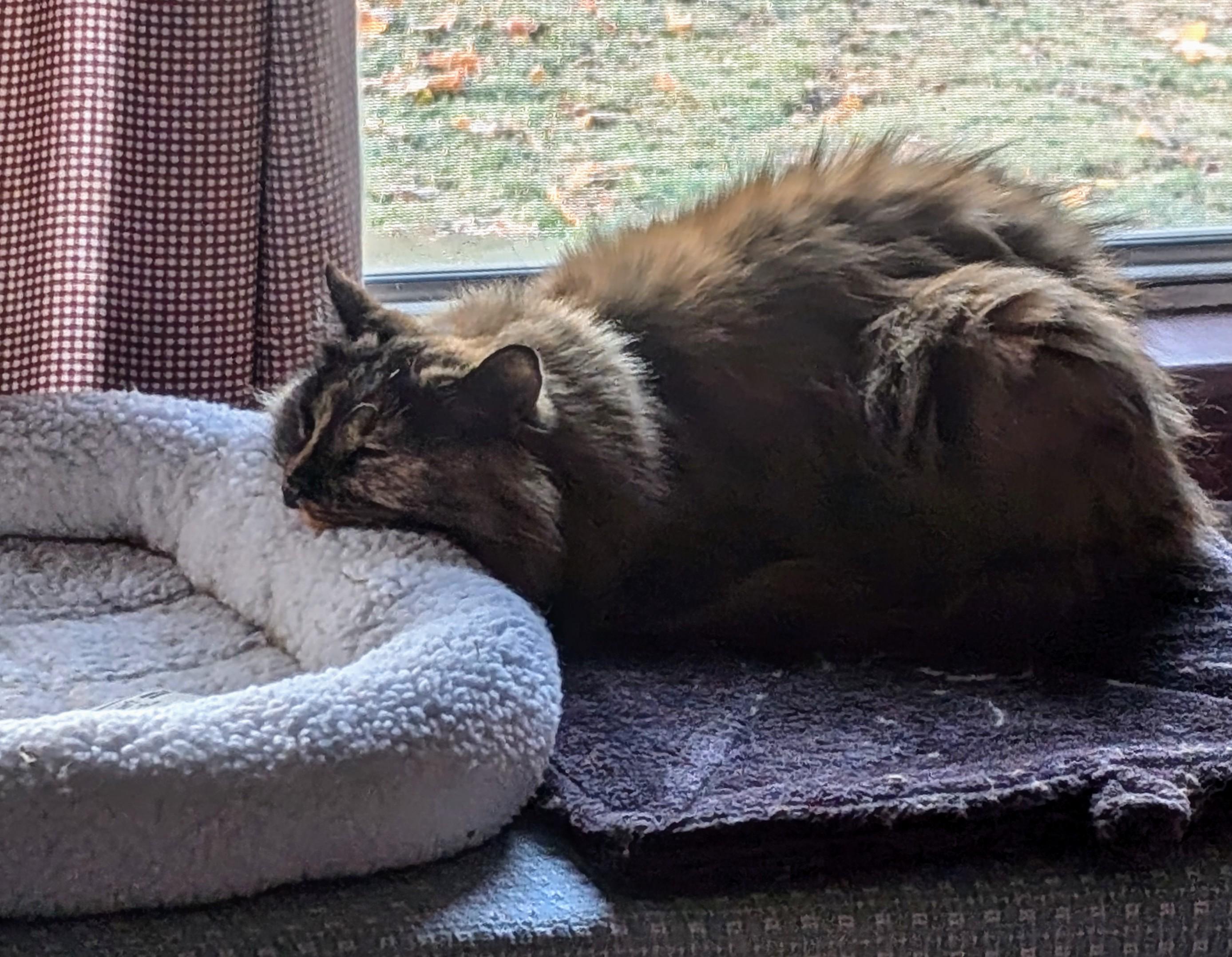 What's this? An outside loaf comin in with a chin rest!! The people never saw it coming! | Scrolller