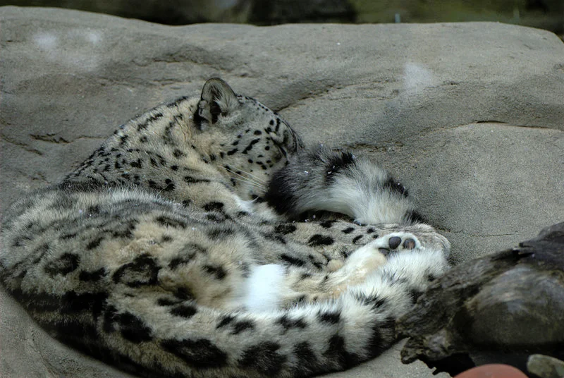 When Snow Leopards sleep they often use their tails to cover their faces for extra warmth ...