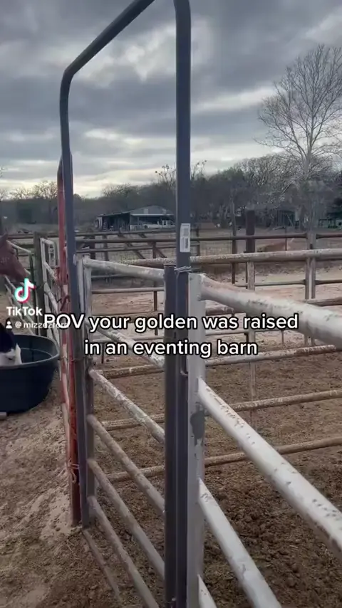 When the breeder wants fences 🤡 | Scrolller