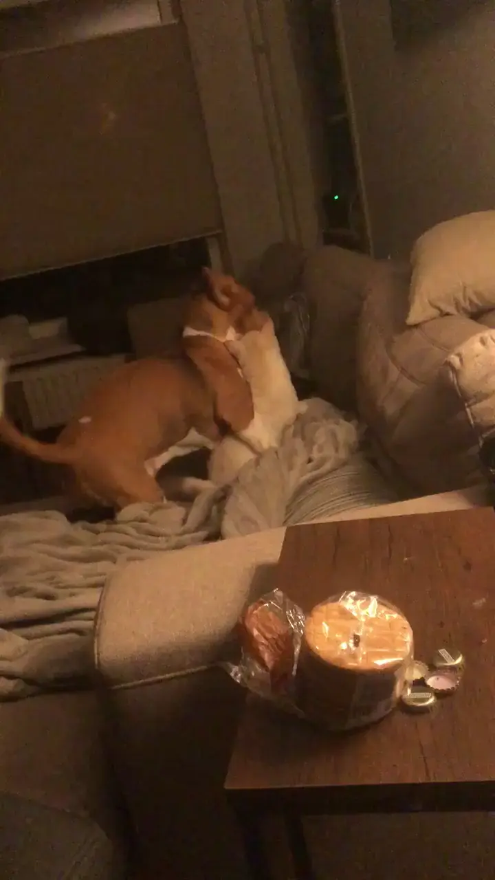 Discover more like AnimalsBeingDerps: When you can't win run and Related Content | Scrolller