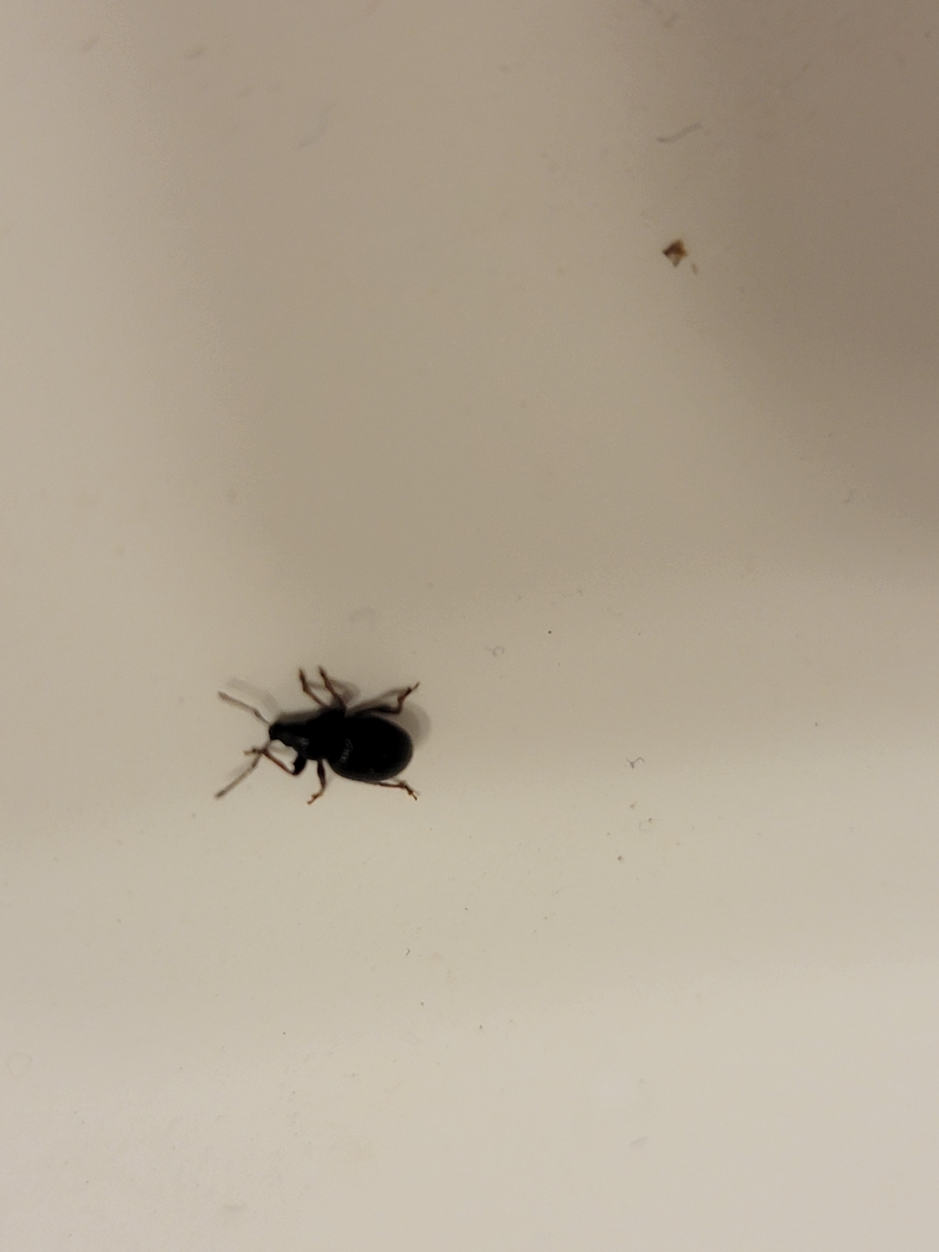 Discover more like Whatisthisbug: Upper midwest and Related Content | Scrolller