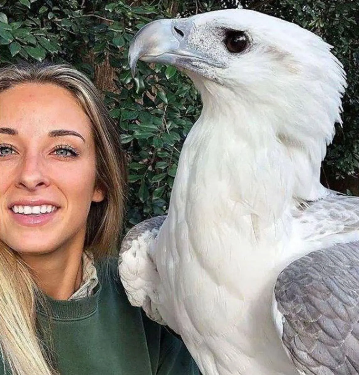 White-bellied sea eagle | Scrolller