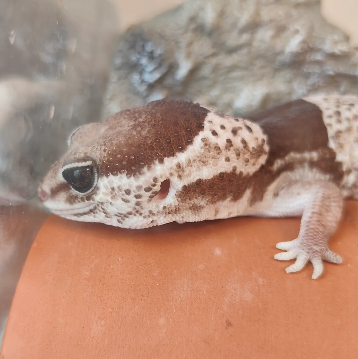 Discover more like FatTails: White spots? and Related Content | Scrolller