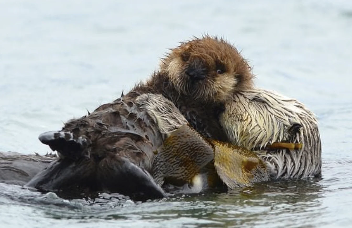 Who Doesn't Love Otter Kisses? (Credit to Sea Otters Daily on Instagram) | Scrolller
