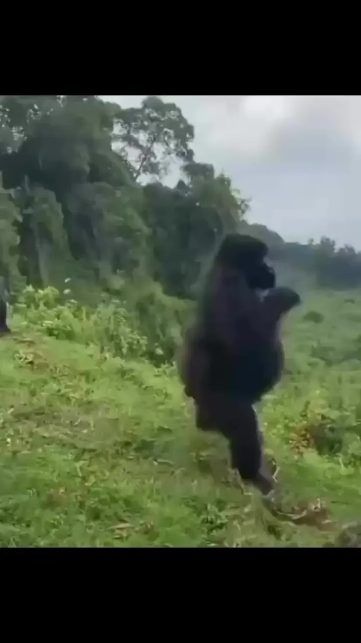 Discover more like Ape: Why Do Gorillas Like Chest Beating?! and Related Content | Scrolller