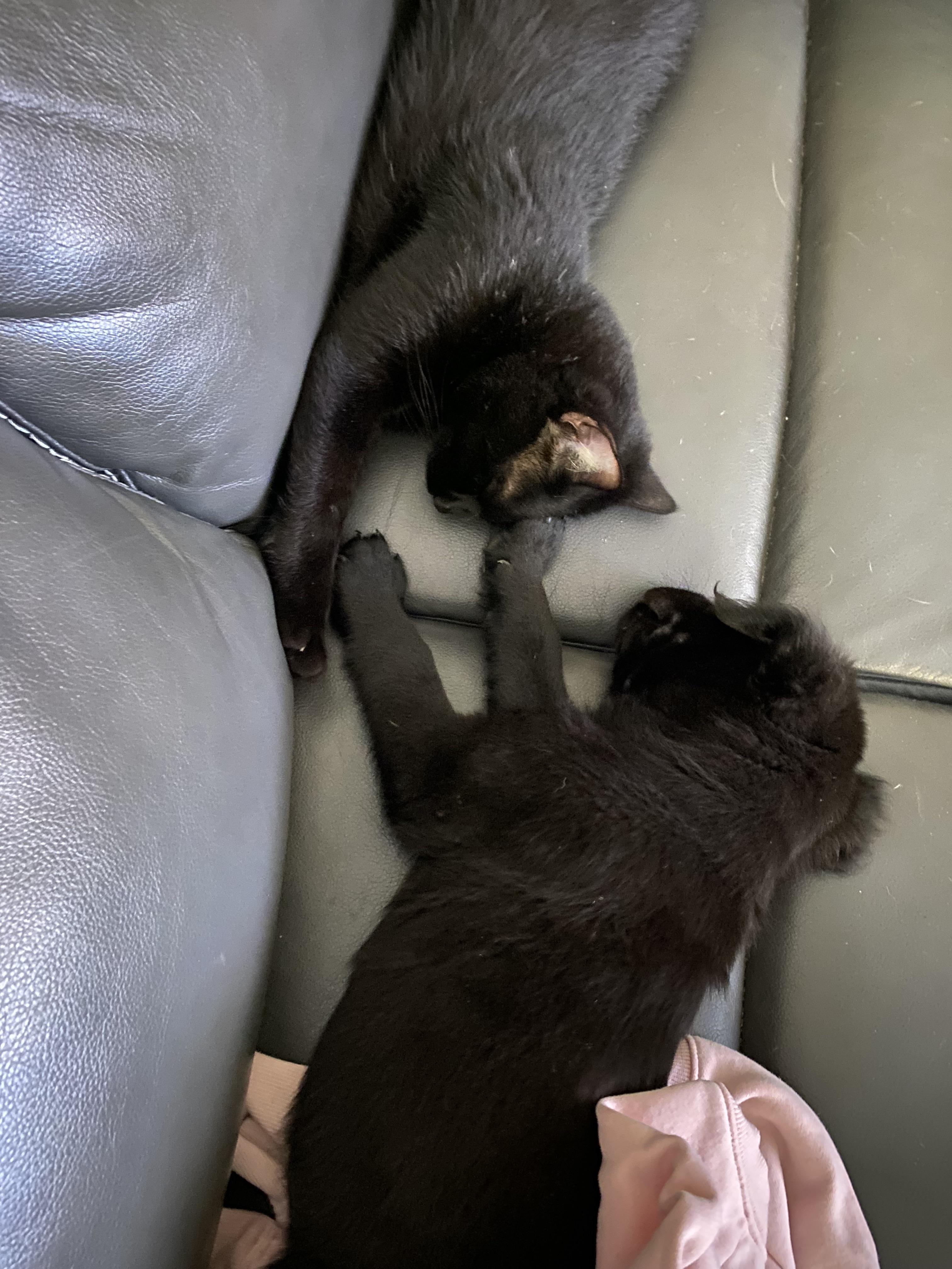 Chunk sneaking a cuddle | Scrolller