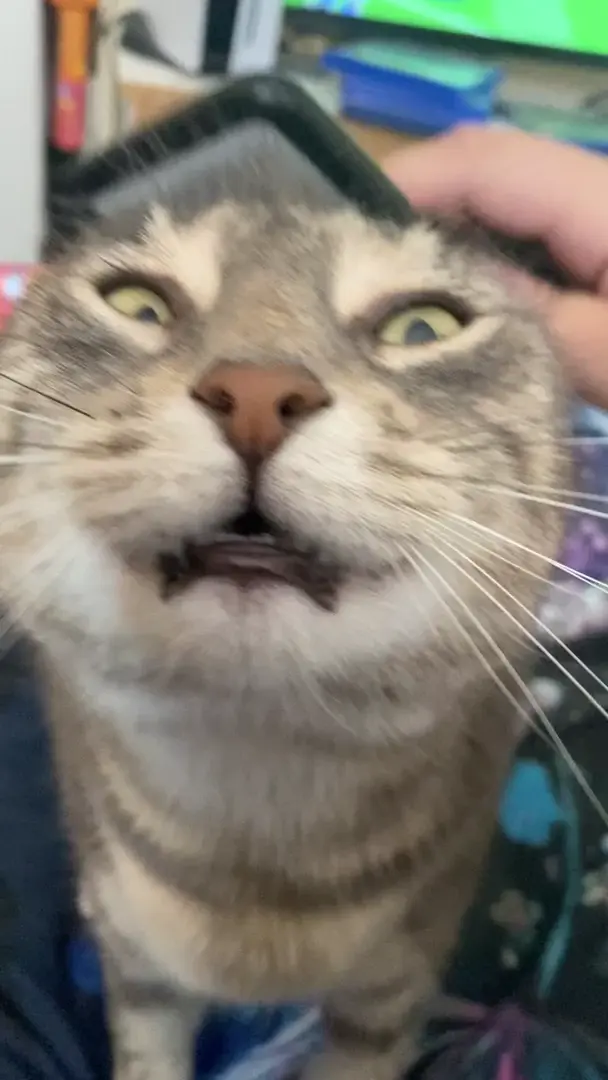 Wispa becomes a gremlin when she has a brushy brush! | Scrolller