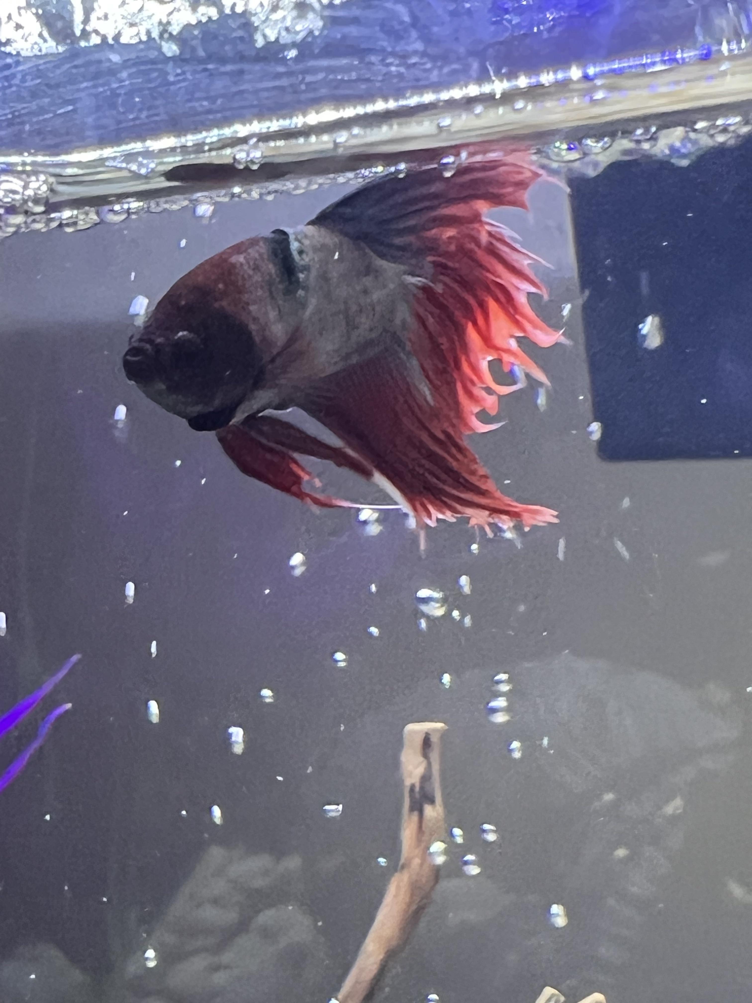 What’s wrong with his scales??? | Scrolller