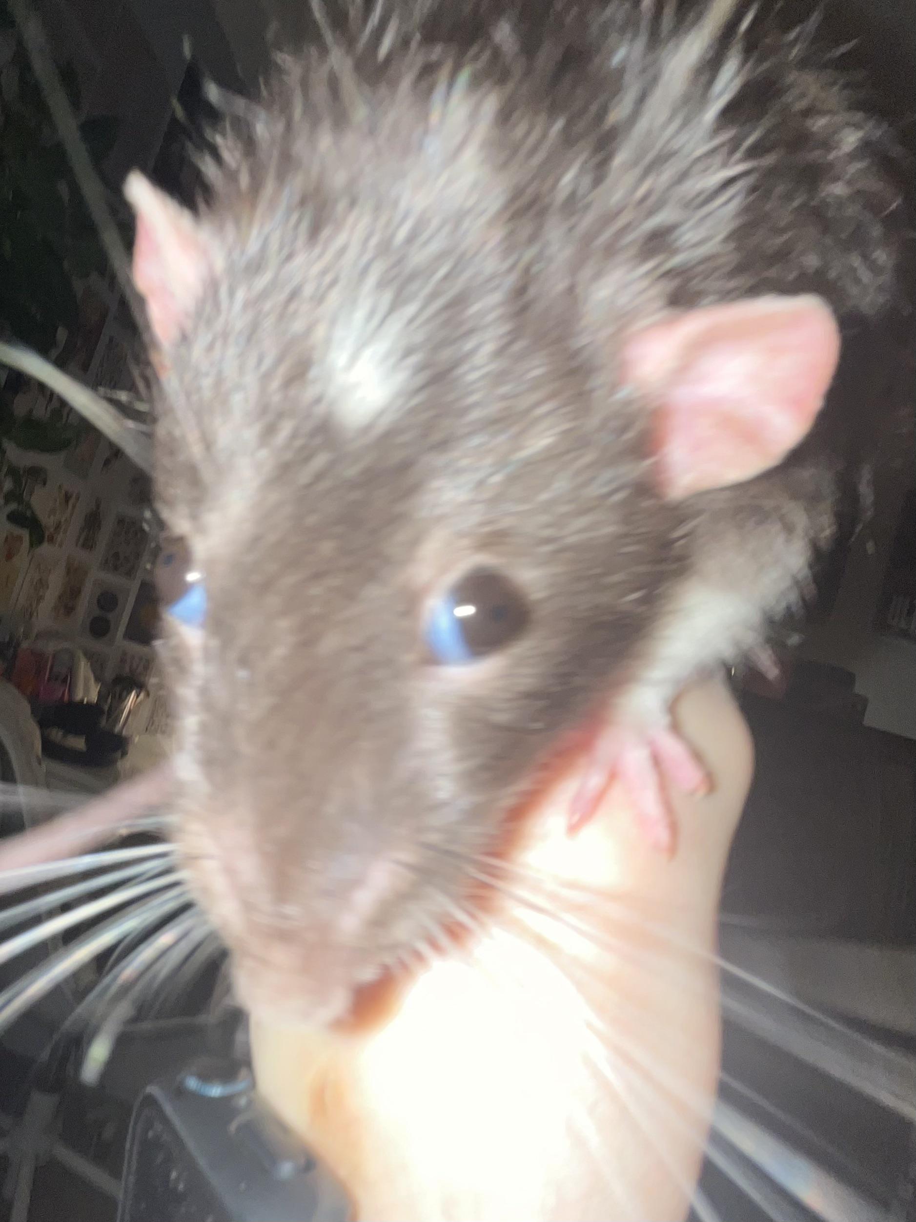 Goofy ahh | Scrolller