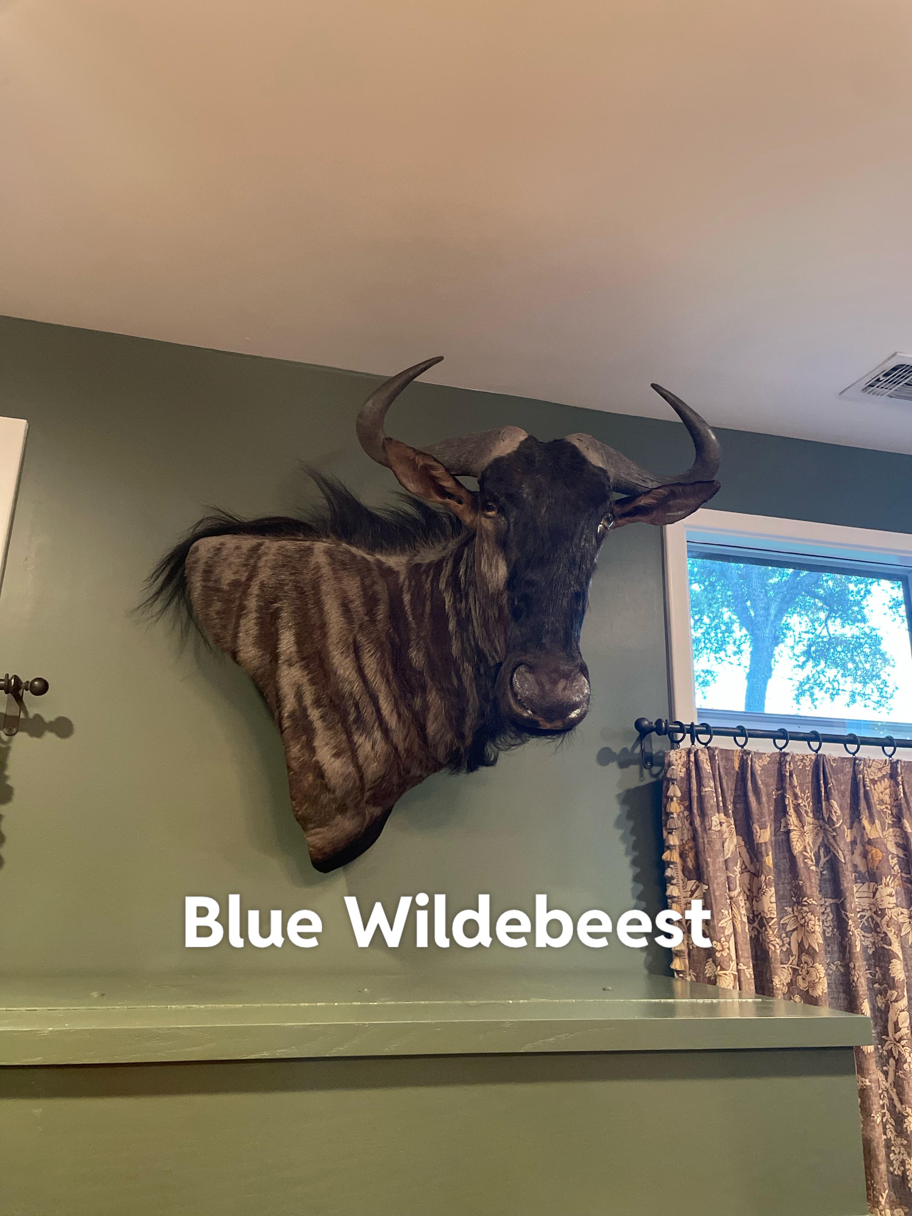 I finally hung up all of my mounts! | Scrolller