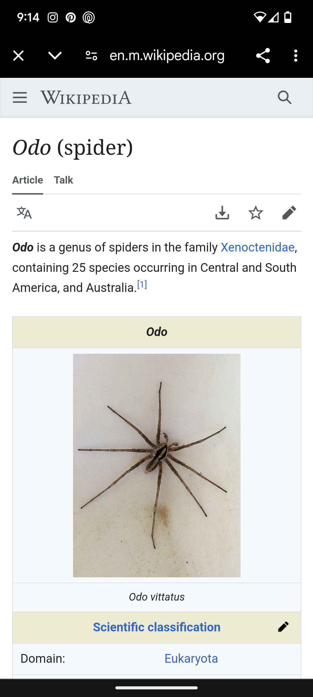 What is this spider? | Scrolller