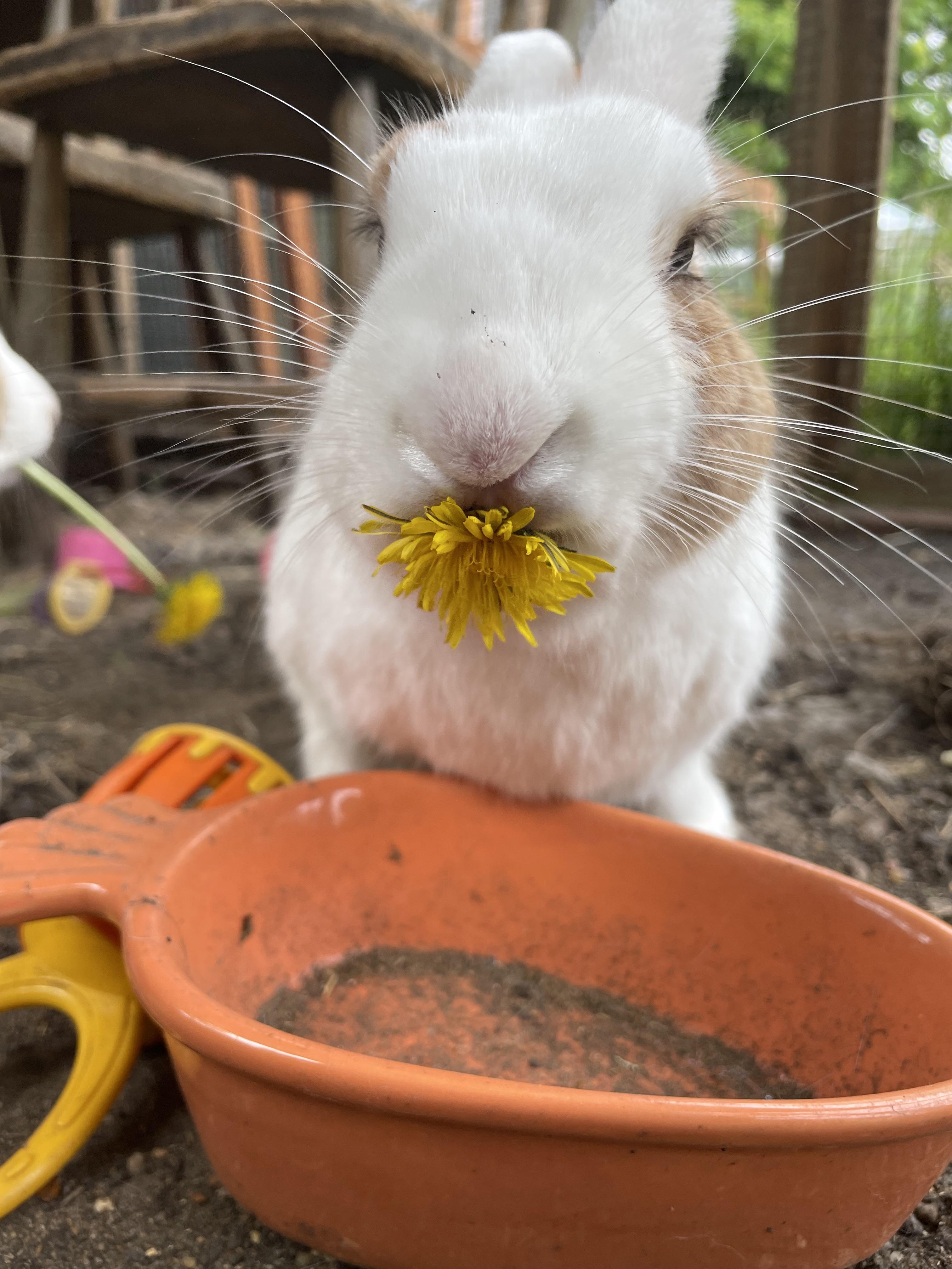 Dandelion snacks :)) | Scrolller