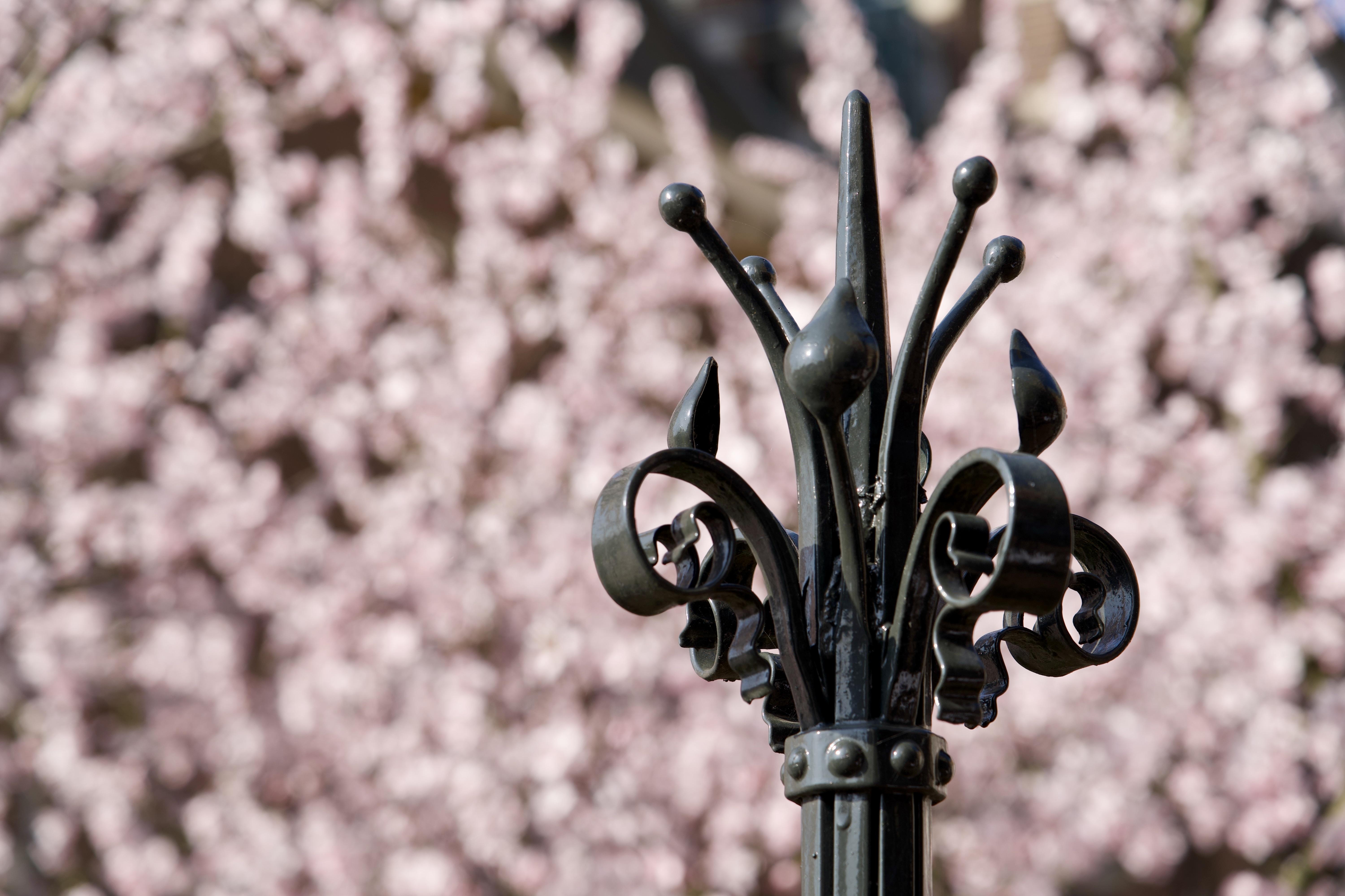 Amsterdam spring | Scrolller