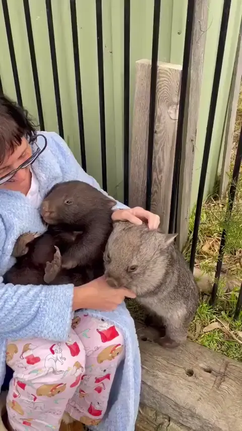 Wombats are cute | Scrolller