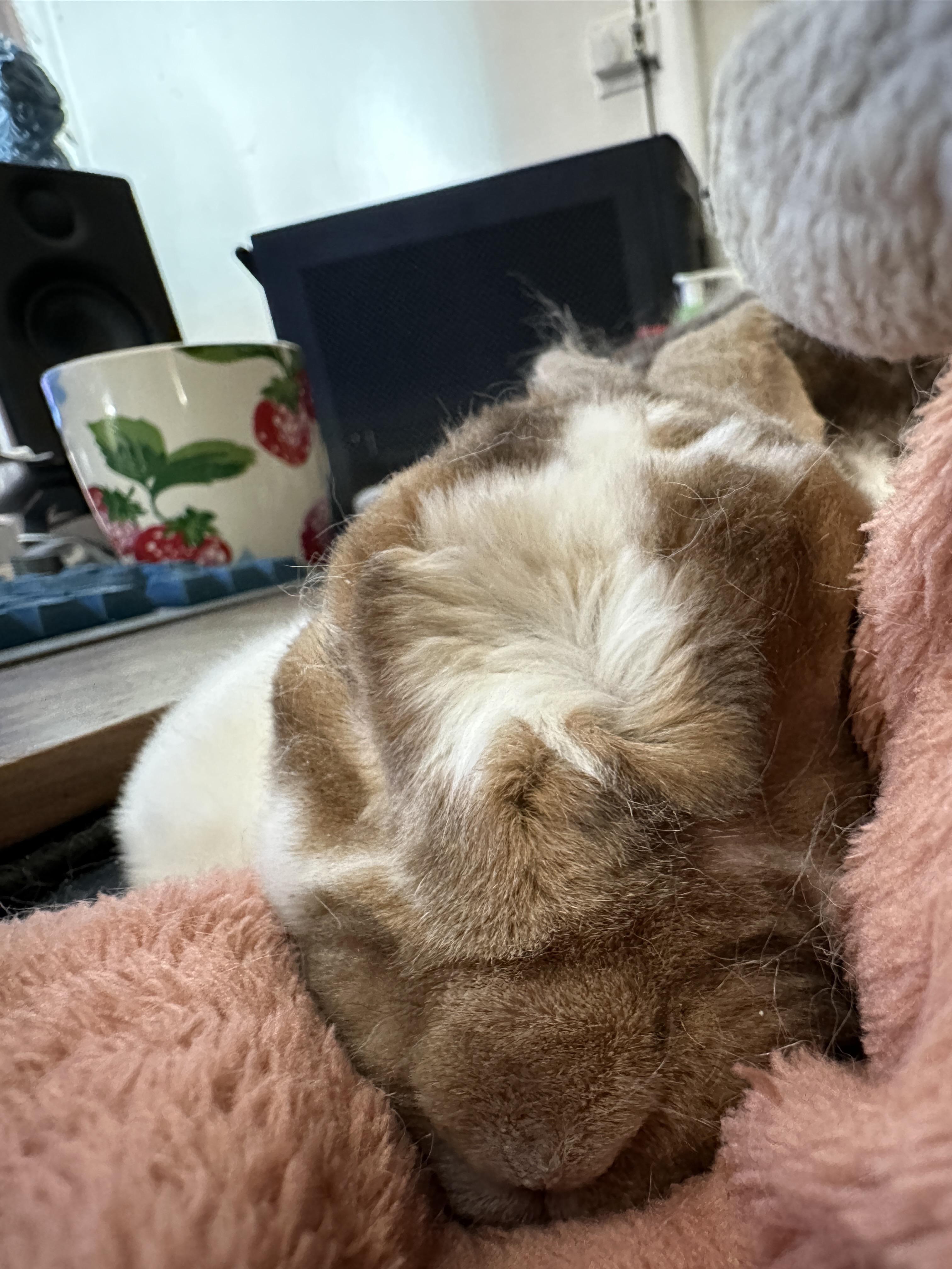 Old man grumps goes sploot. | Scrolller