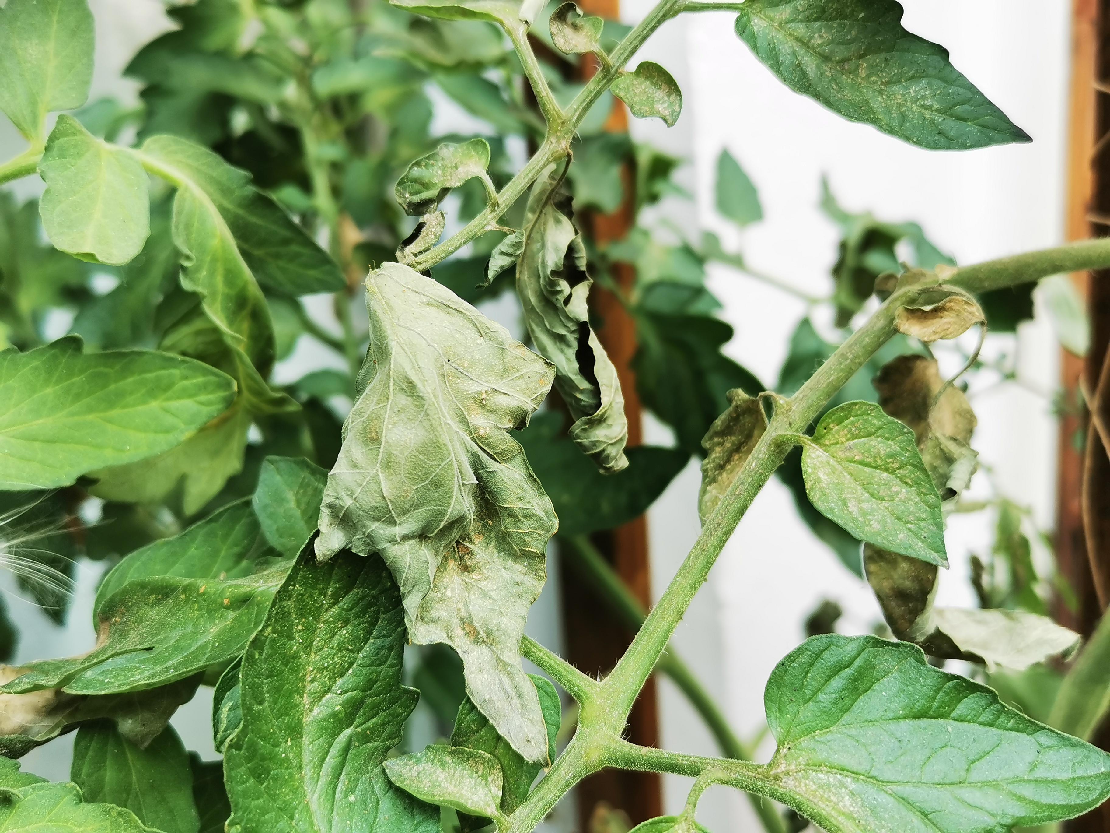 Weird disease spreading | Scrolller