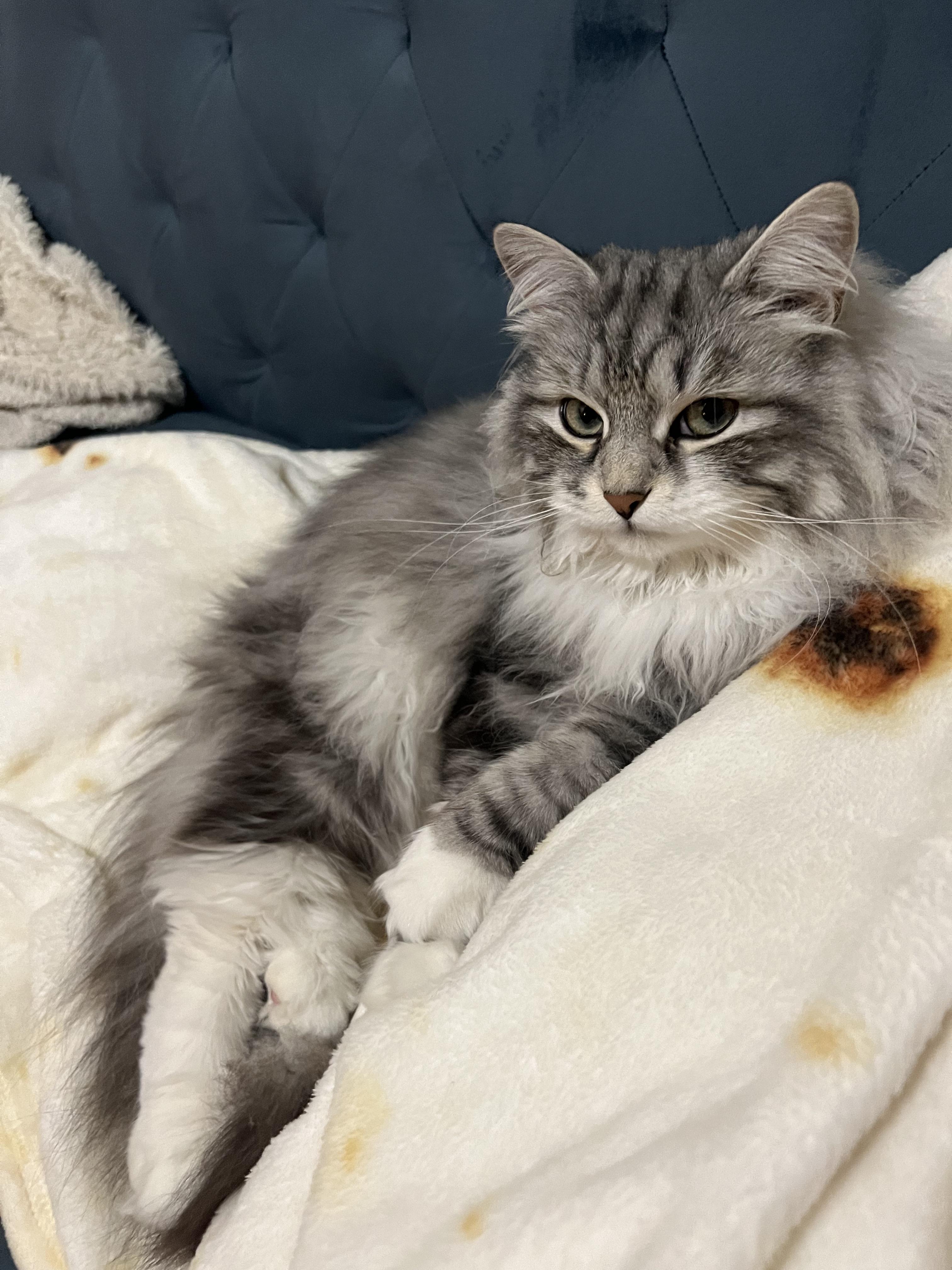 Catio recs for the pnw | Scrolller