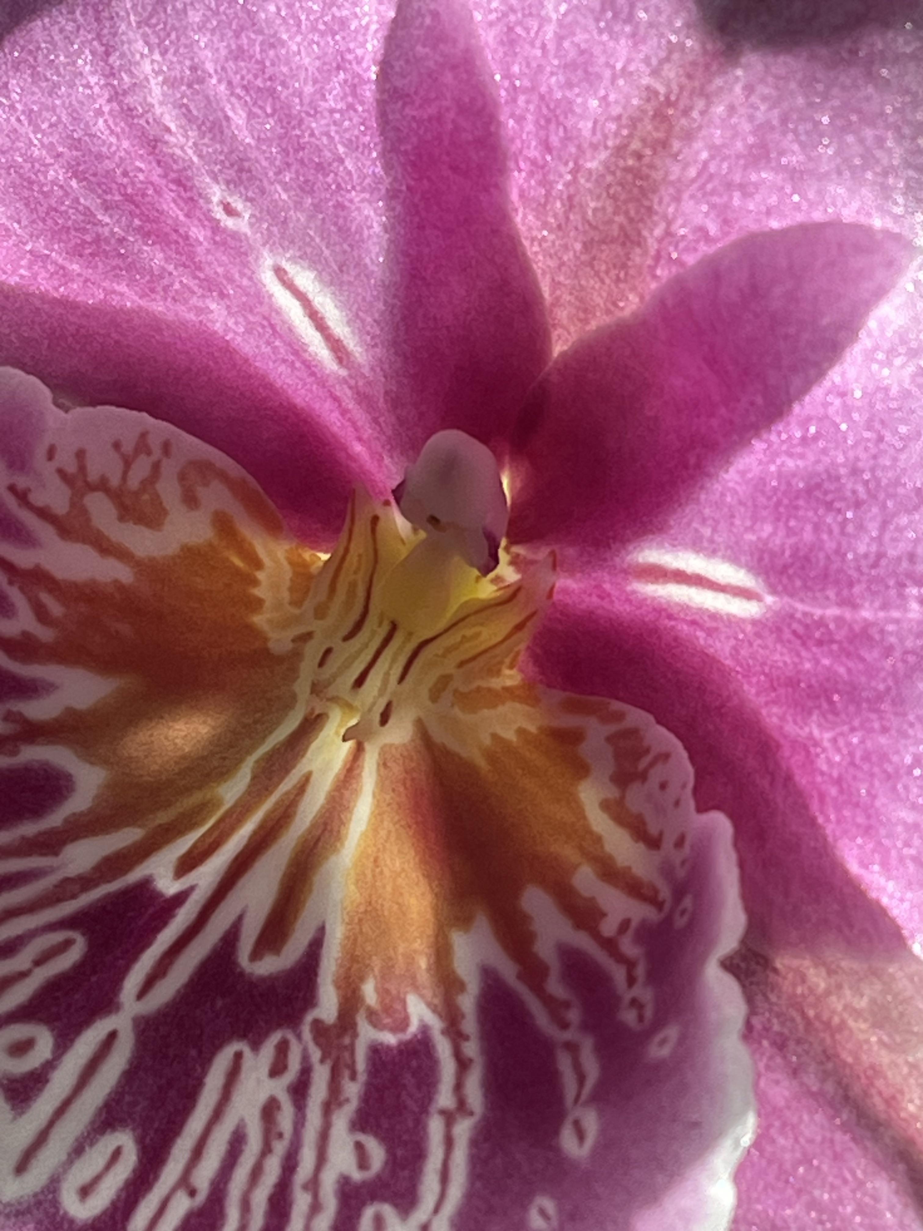 2024 was a good year for some of my orchids | Scrolller