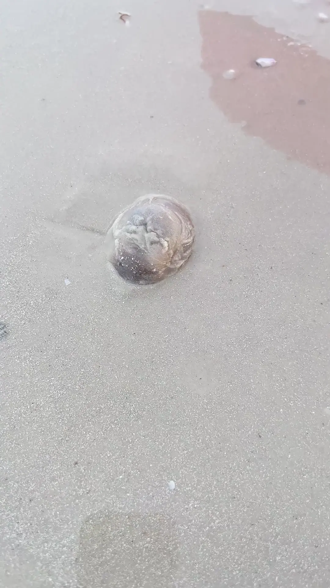 WTF is this? | Scrolller