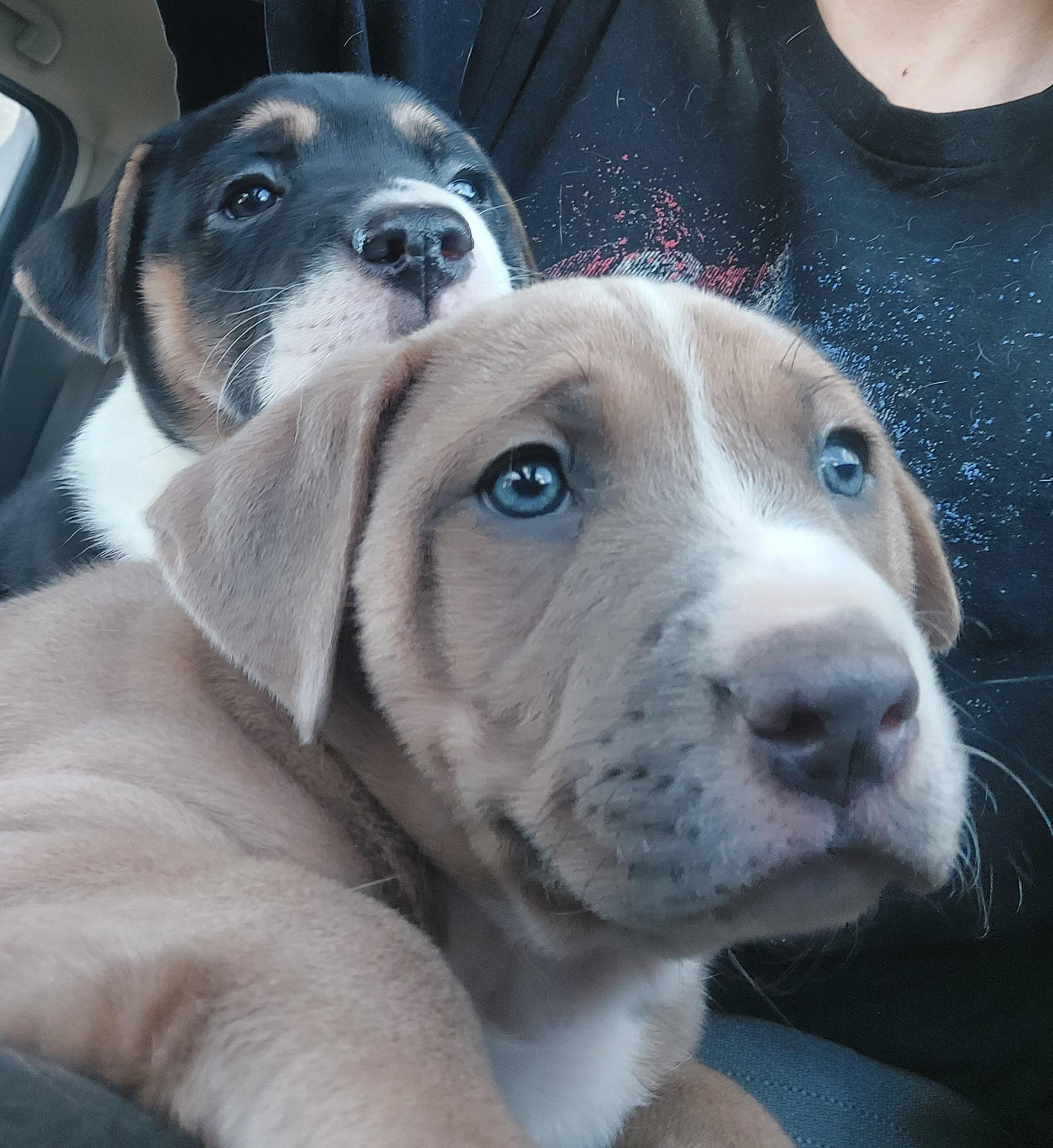 Meet Meeko and Pluto. New Addition to the family 😍😍🥰🥰💕💕💕🐶🐶🐶 They are pitbulls and gsd mix ...