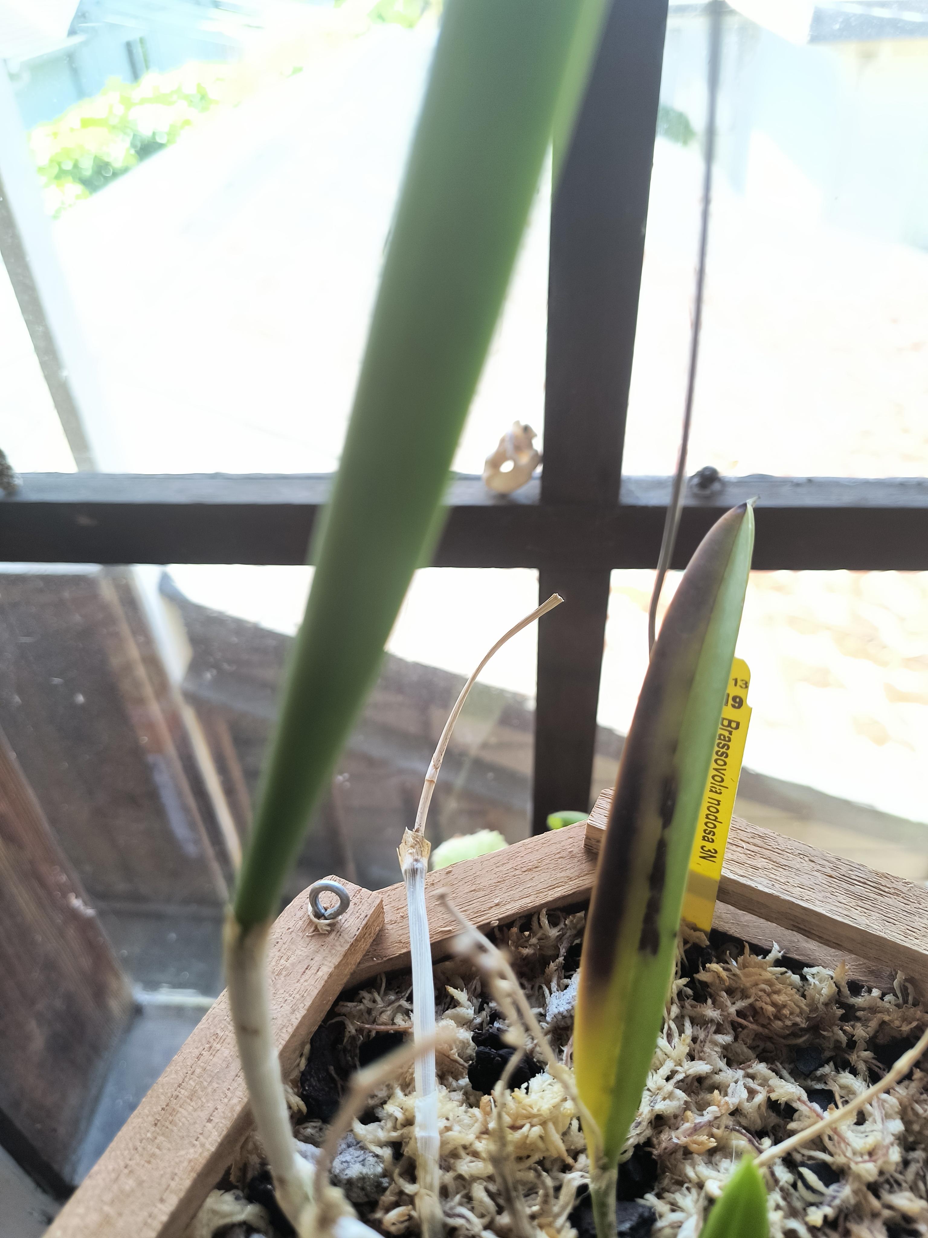 Black spotting on leaves | Scrolller