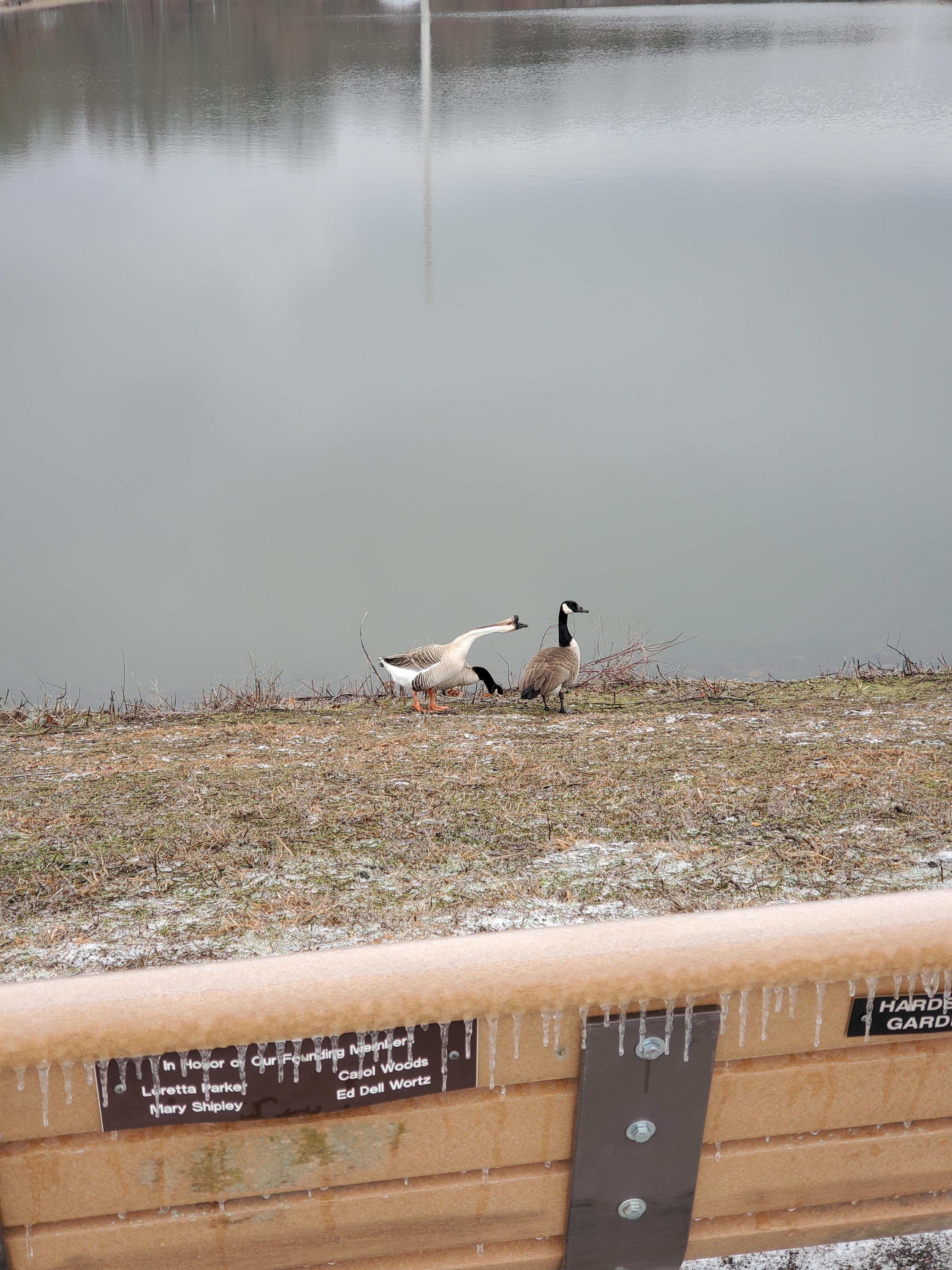 What type of goose is the white colored one? Fort Smith, AR, USA | Scrolller