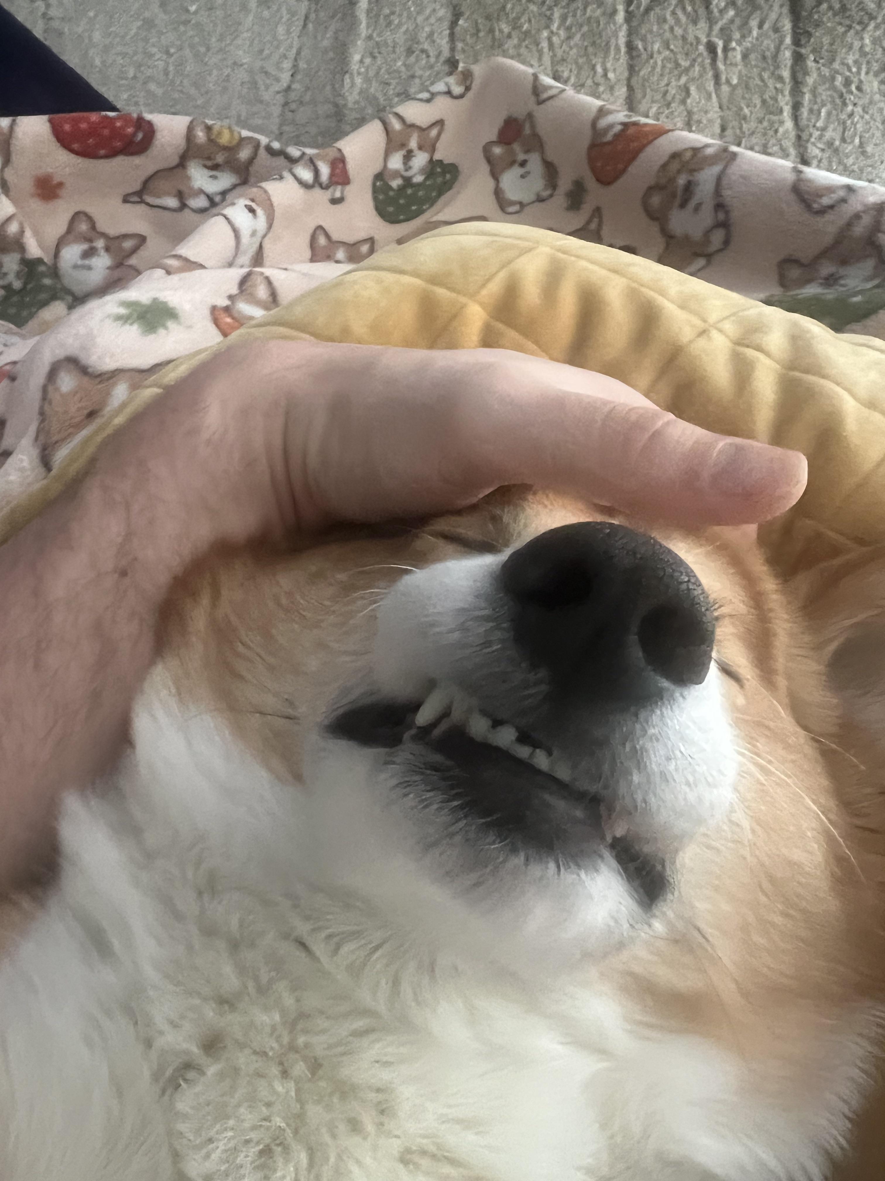 Goofy floof | Scrolller