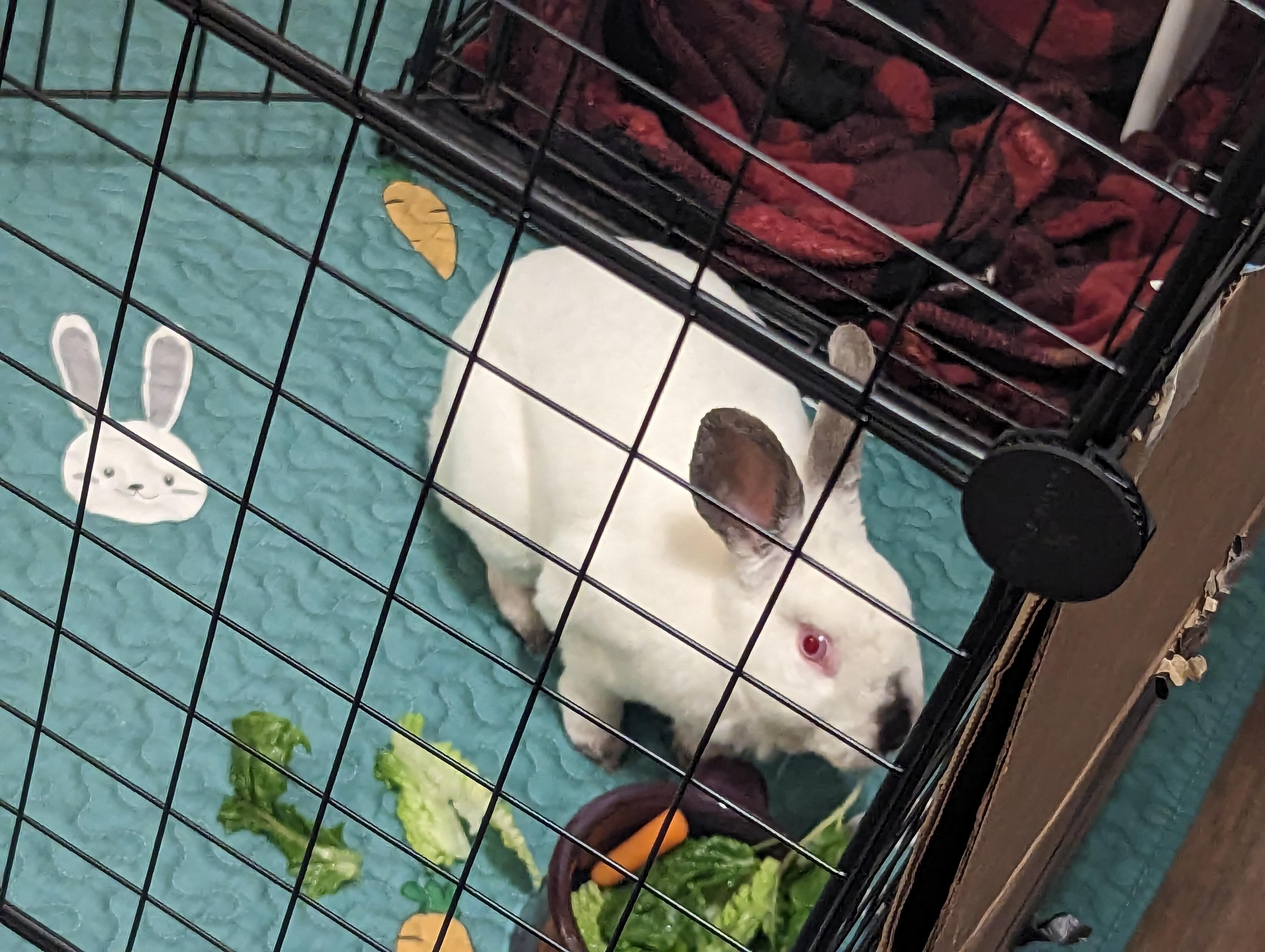 Long time lurker finally gets first bun | Scrolller