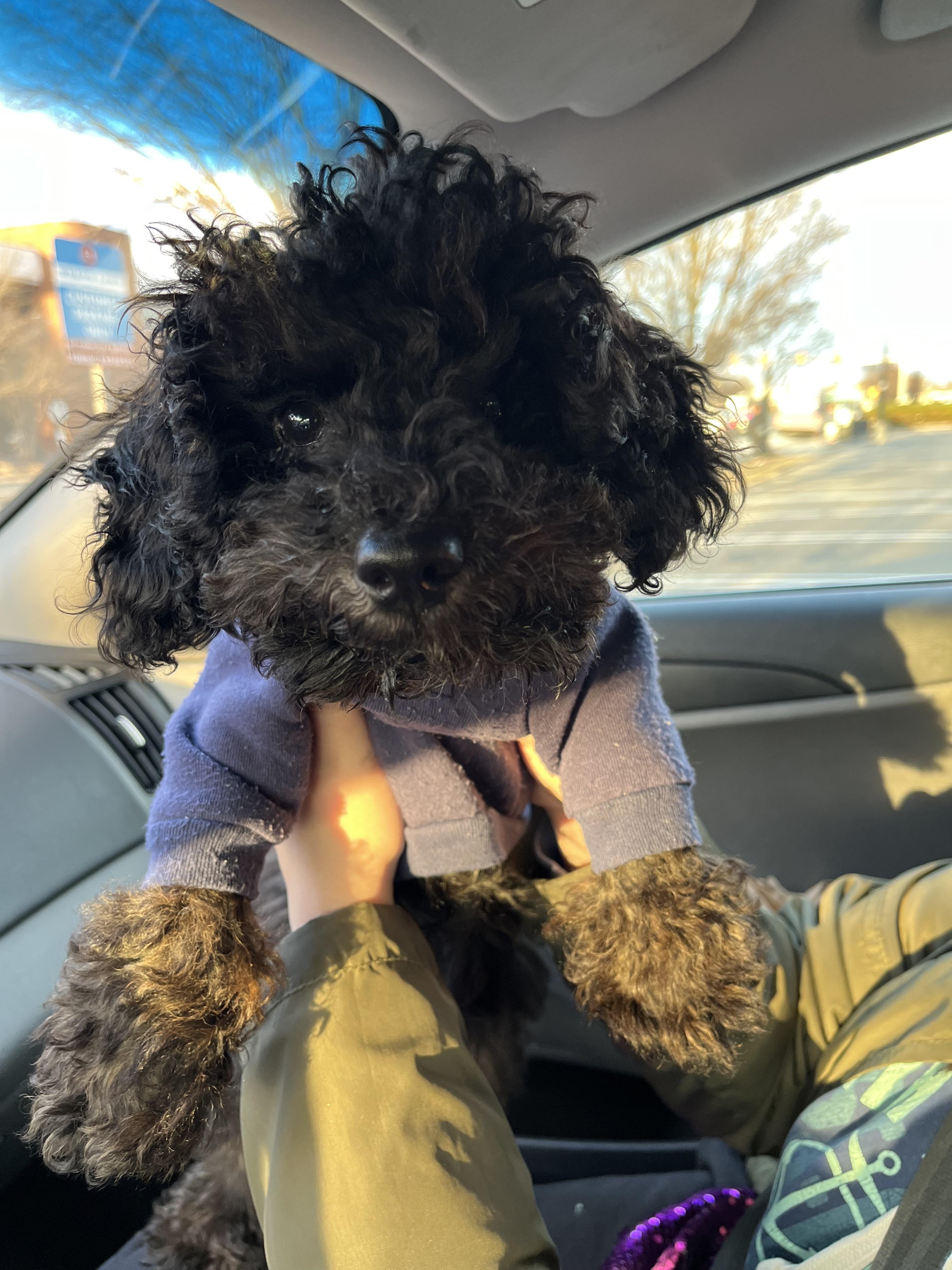 Ube before and after his first pup cup | Scrolller