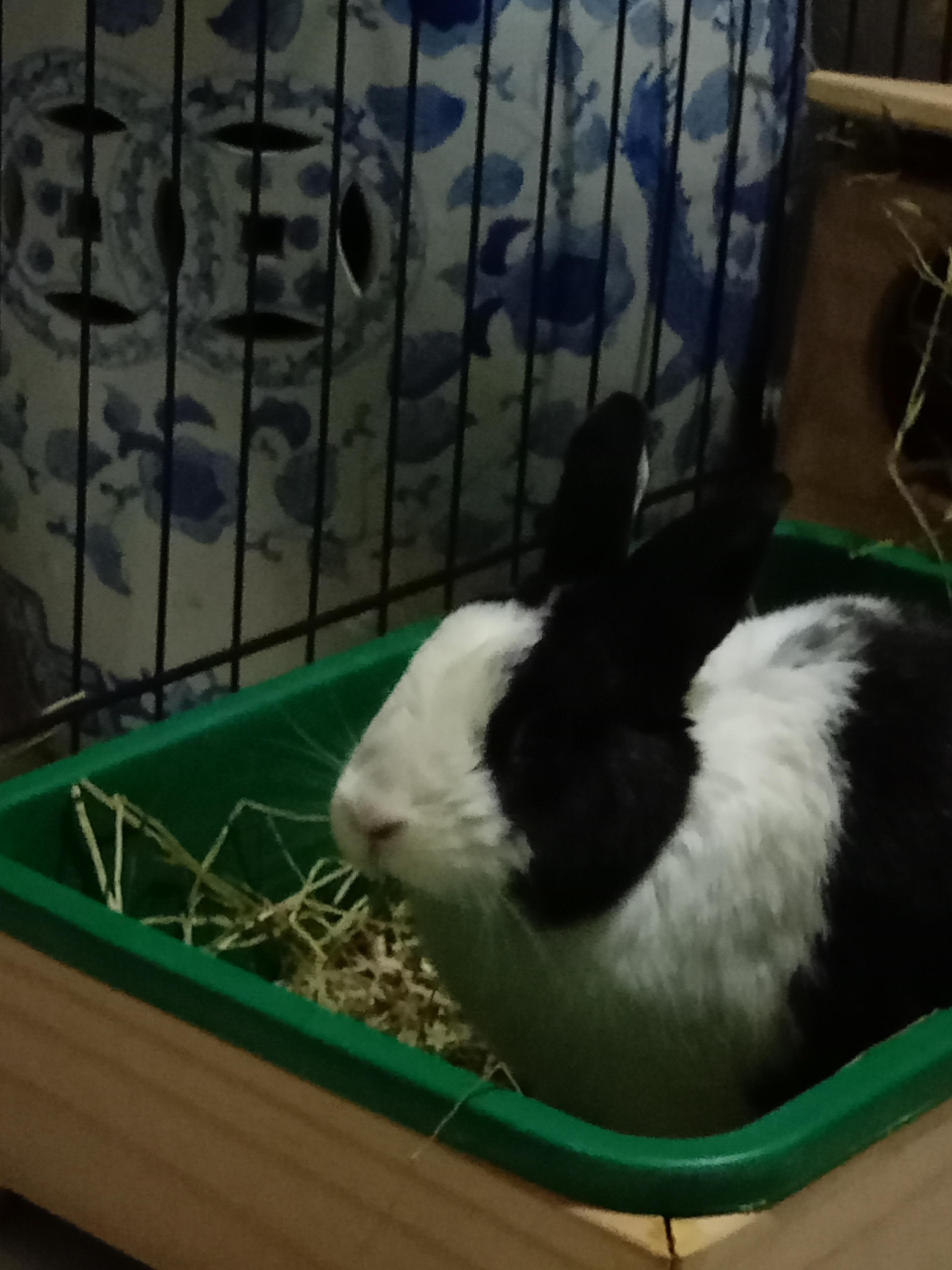 Oswald the lucky rabbit | Scrolller