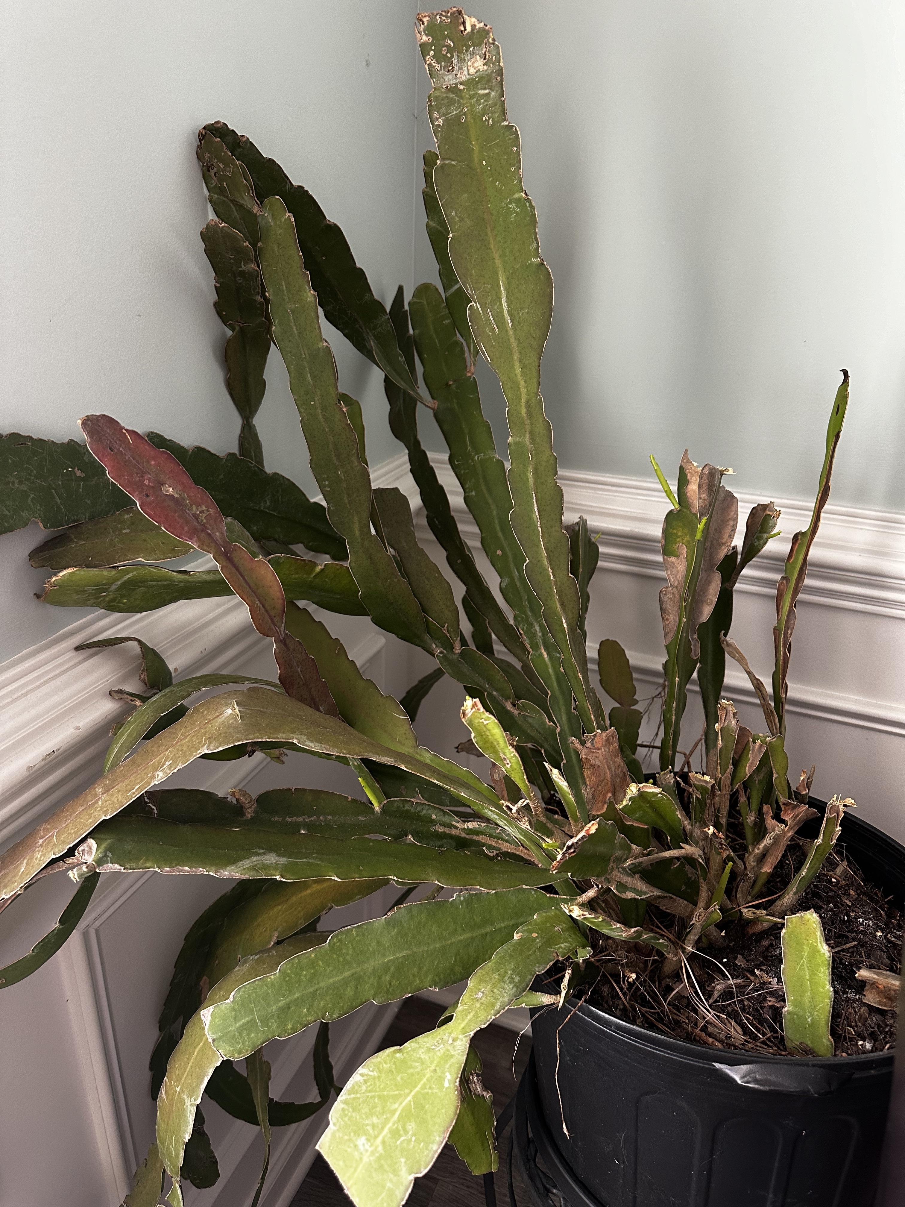 What is this plant? | Scrolller