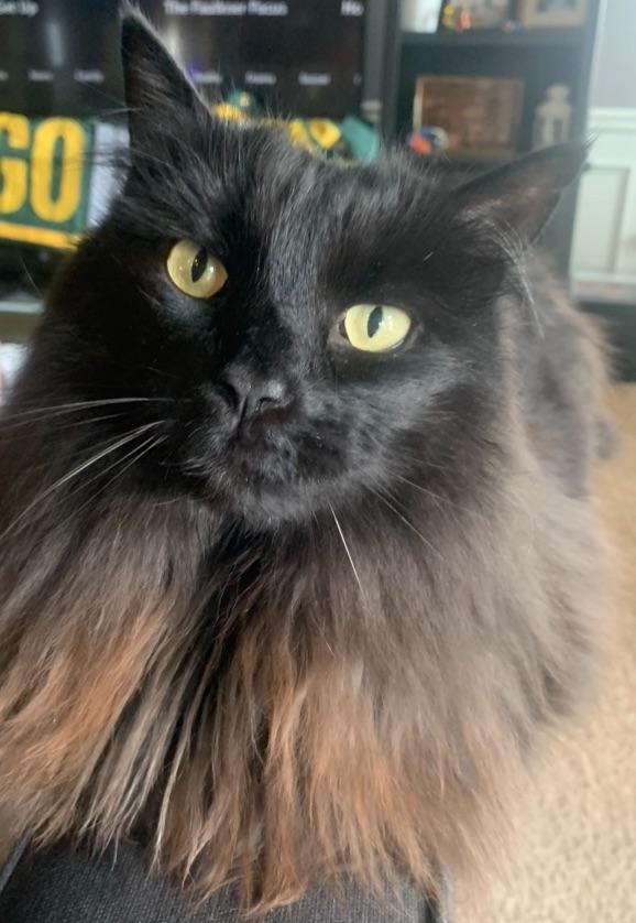 Discover more like Mainecoons: Meet biscuit. and Related Content | Scrolller