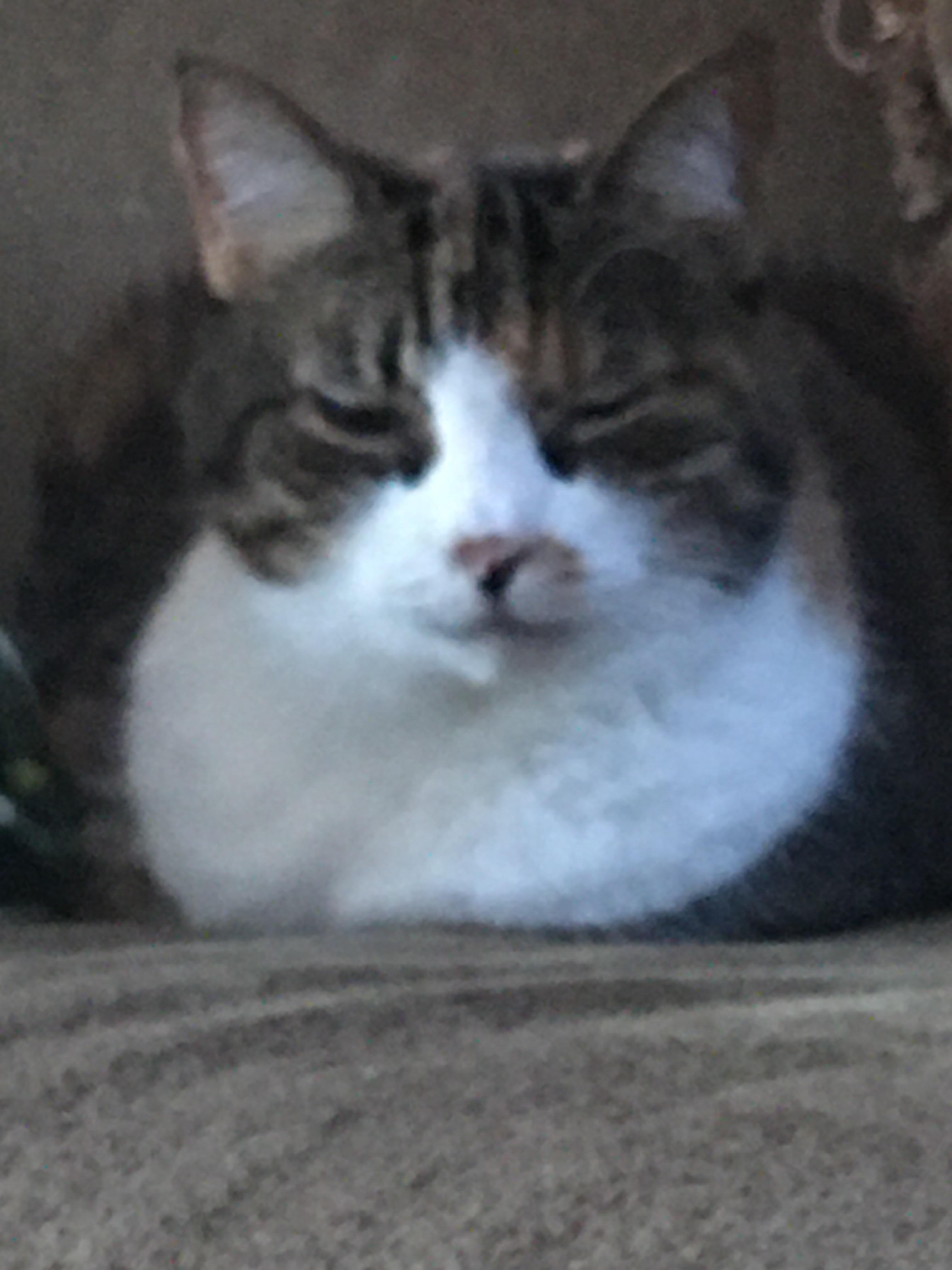 [OC] Burnt bun and big bun | Scrolller