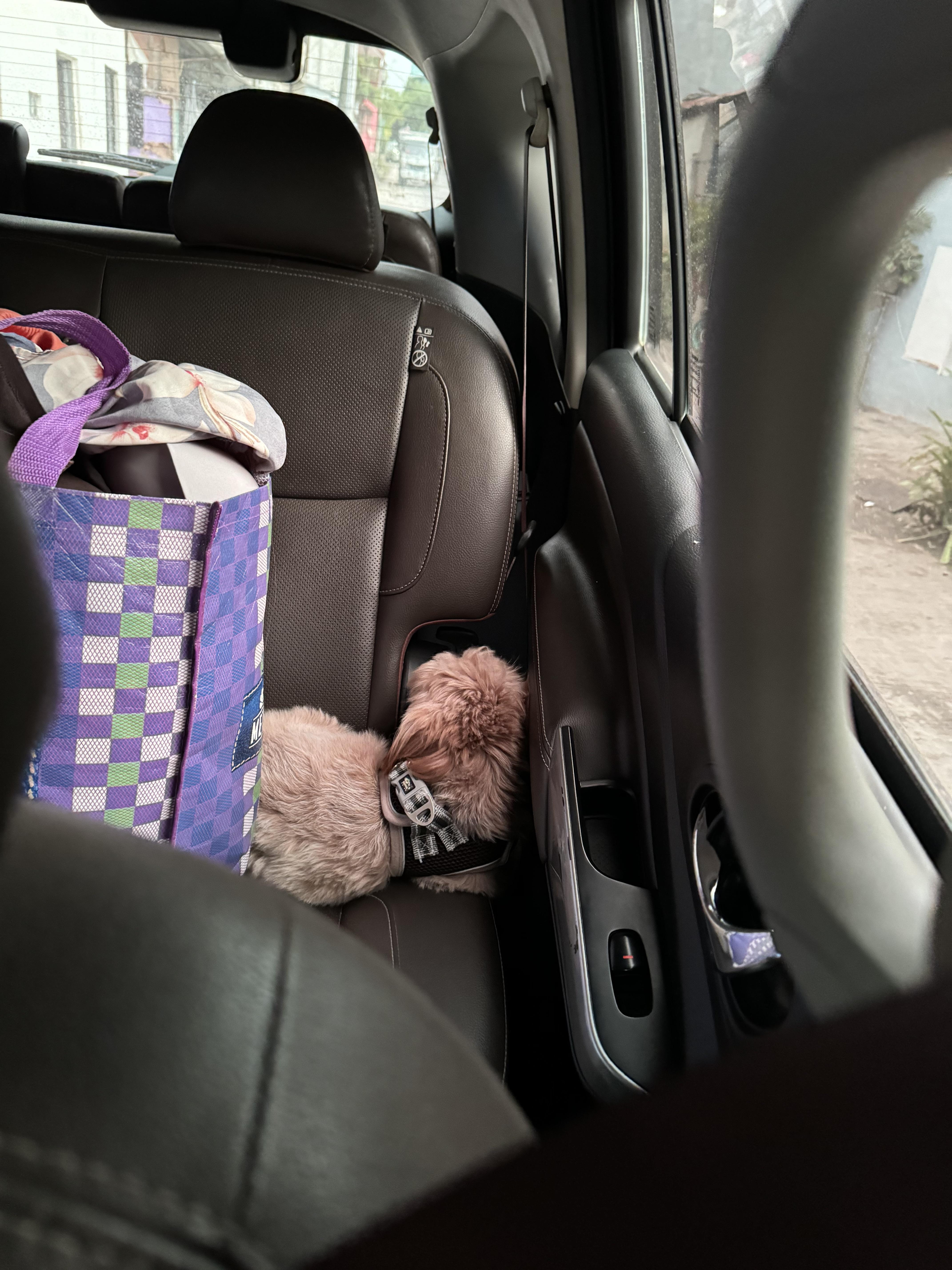 Passenger prince | Scrolller