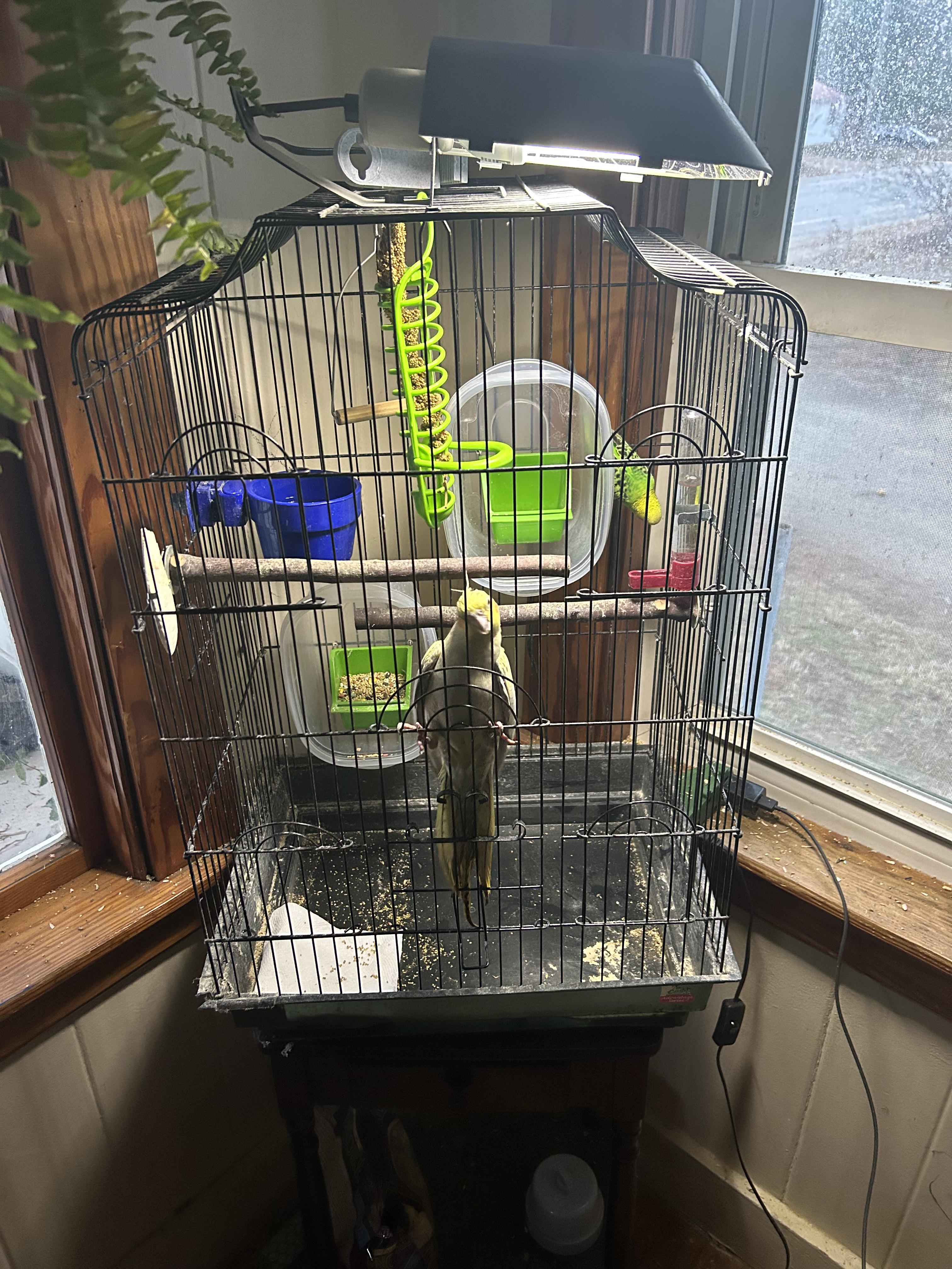 Any soap recommendations for deep cleaning the cage? Bonus of the bigger cage I’m working on ...