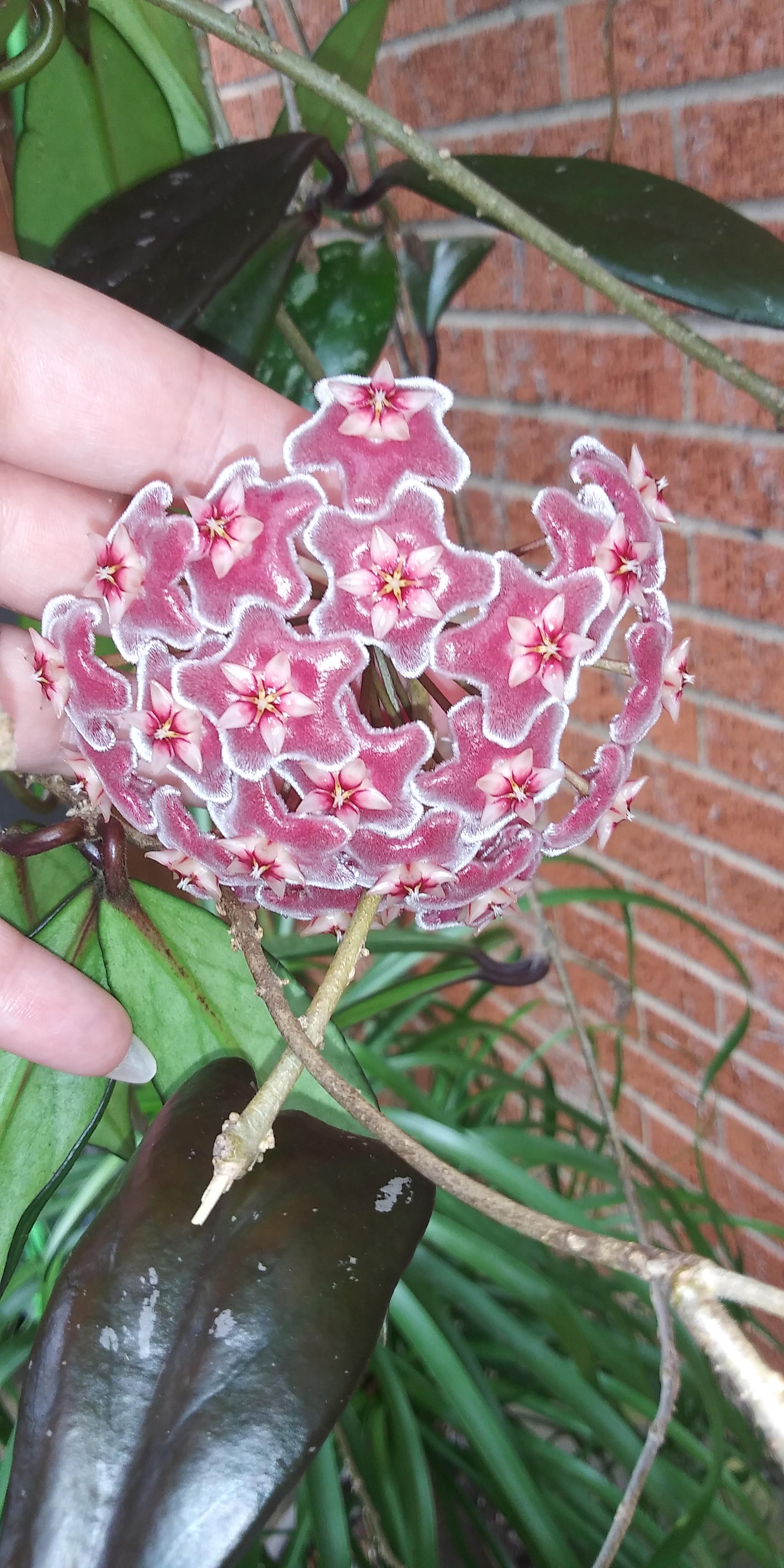 My blooms for this summer | Scrolller