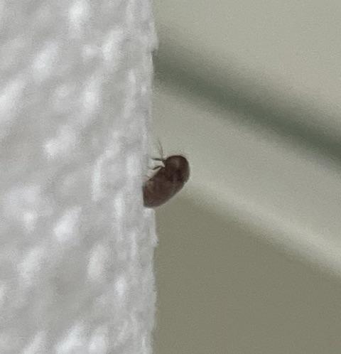 What is this tiny brown bug? | Scrolller